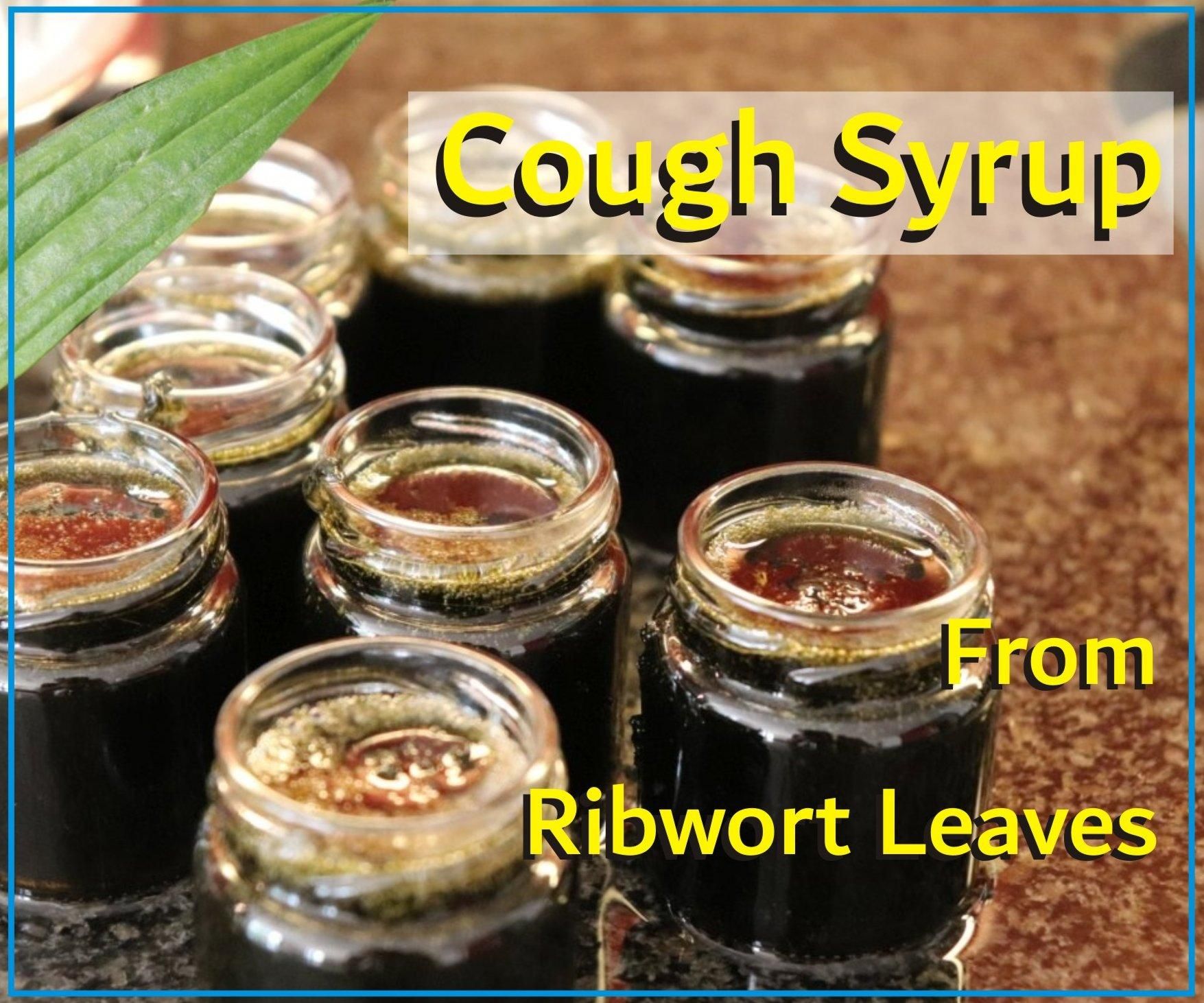 Cough Syrup From Ribwort Leaves : 5 Steps (with Pictures) - Instructables