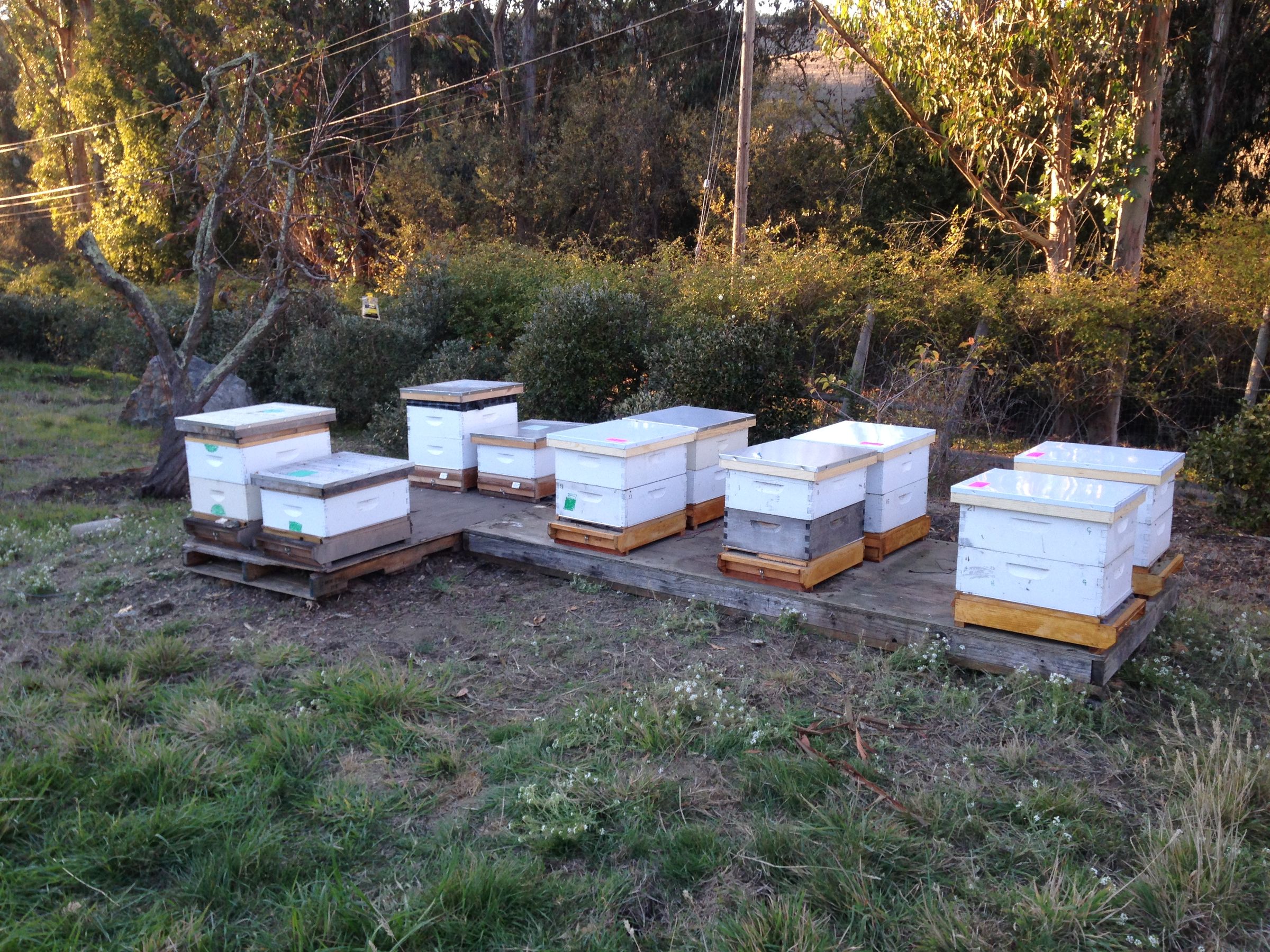 Nucleus Colony -or- How to Start a Beehive : 8 Steps (with Pictures ...