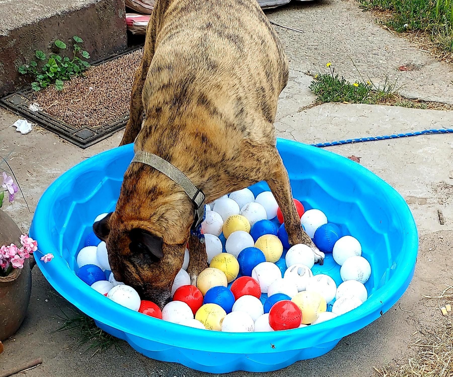 Doggie Treat/Sensory Pool - Instructables