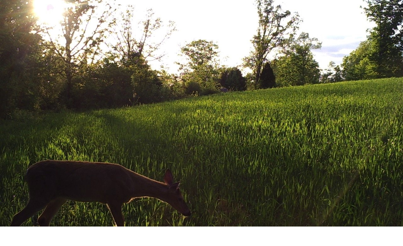 How to Make a Winter Wheat Food Plot for Deer : 5 Steps (with Pictures ...