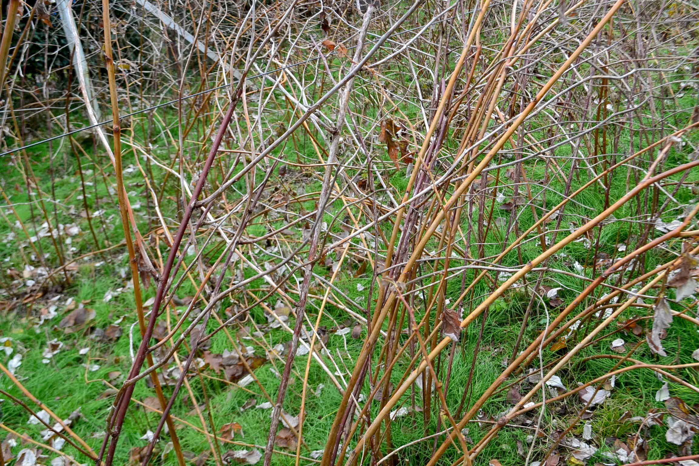 RASPBERRY PLANTS WINTER CARE : 8 Steps - Instructables