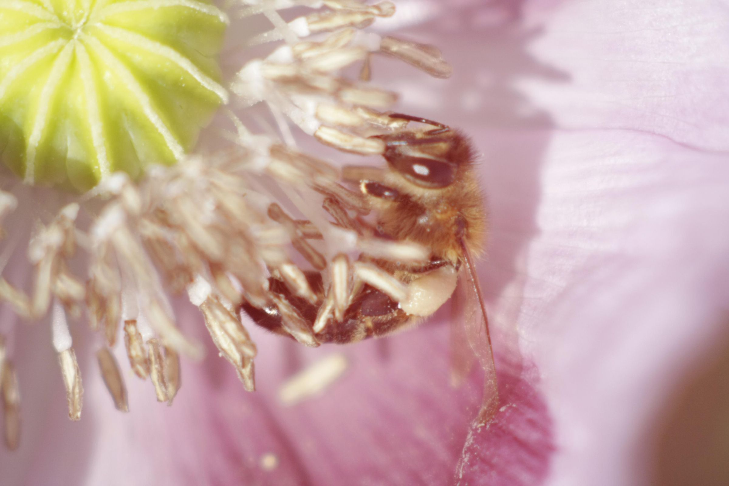 Turn Any Manual Lense to Macro Lenses (with 3D Printer) : 5 Steps (with ...