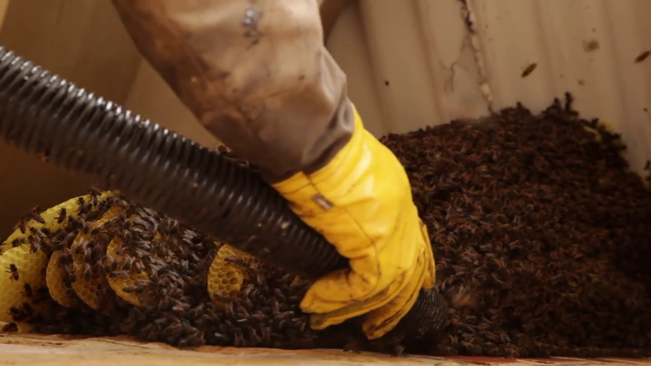 How to Build a Bee Vacuum : 9 Steps (with Pictures) - Instructables