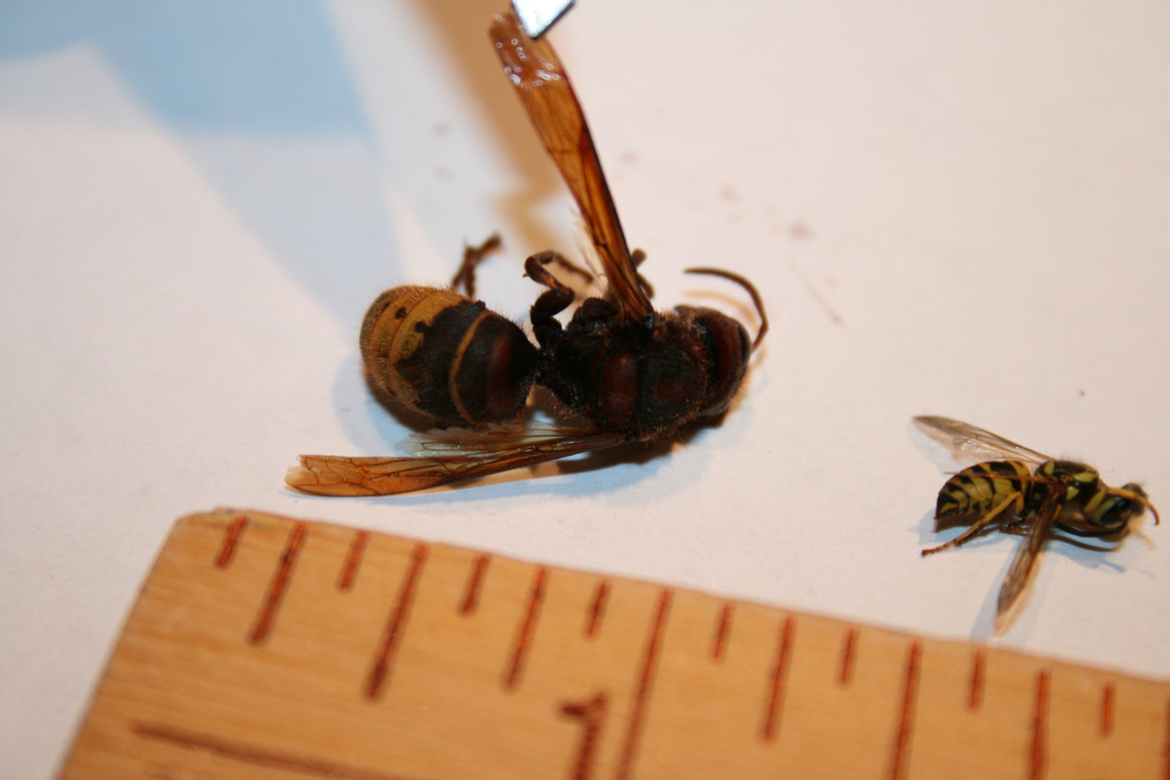 DIY Yellow Jacket Bottle Trap : 8 Steps (with Pictures) - Instructables