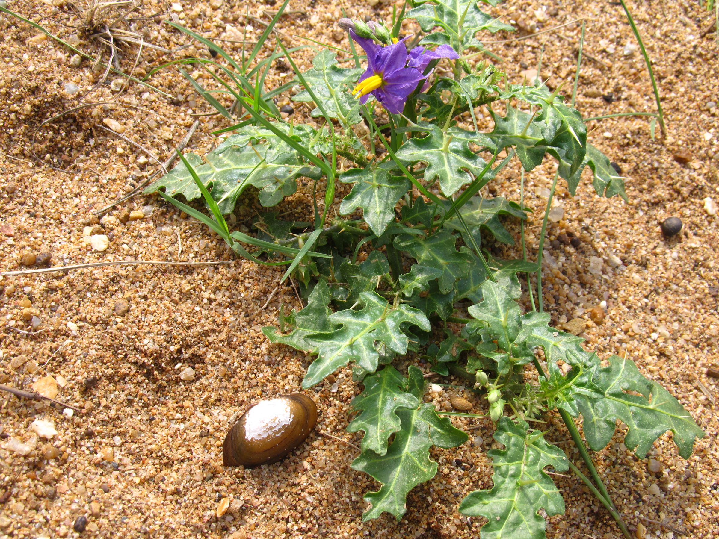 COLLECTING AYURVEDIC PLANTS : 18 Steps - Instructables