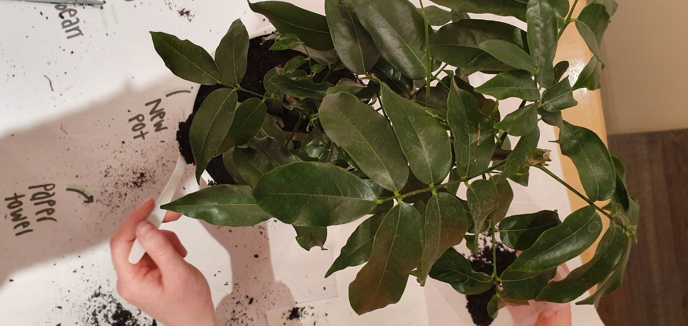 Re-Pot a Magical Bean : 6 Steps (with Pictures) - Instructables