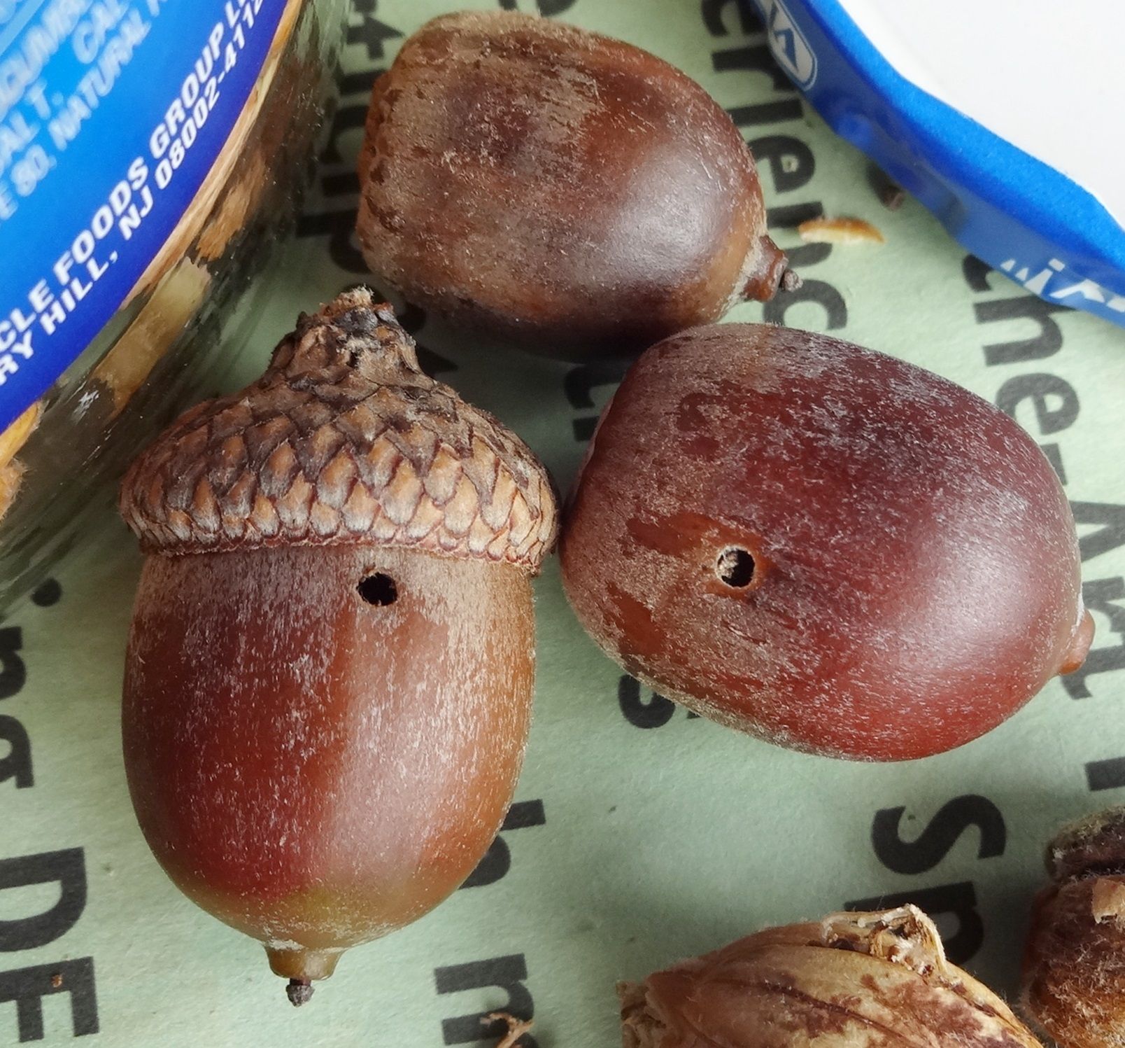 Acorns to Acorn Muffins in 1 Day! : 10 Steps (with Pictures ...