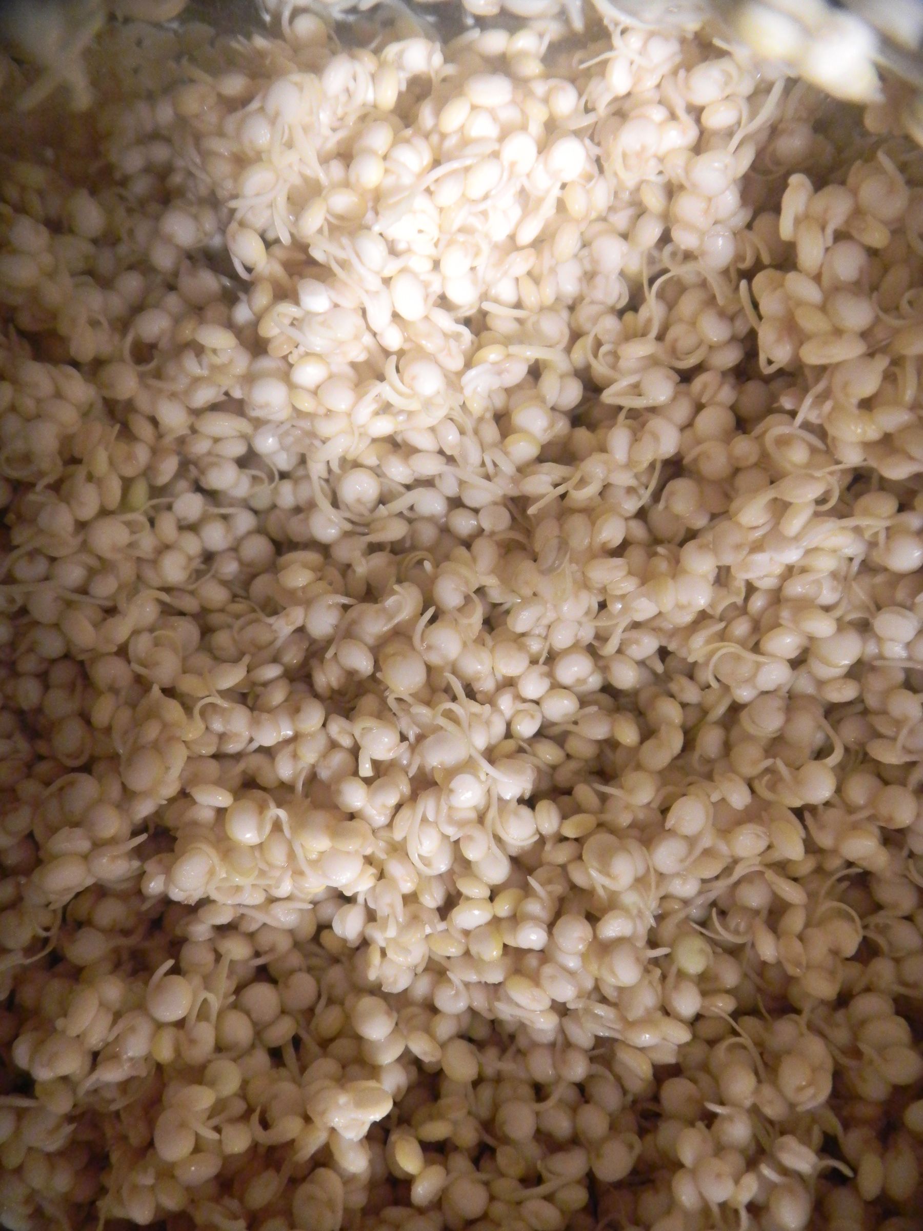 Sprout Quinoa : 4 Steps (with Pictures) - Instructables