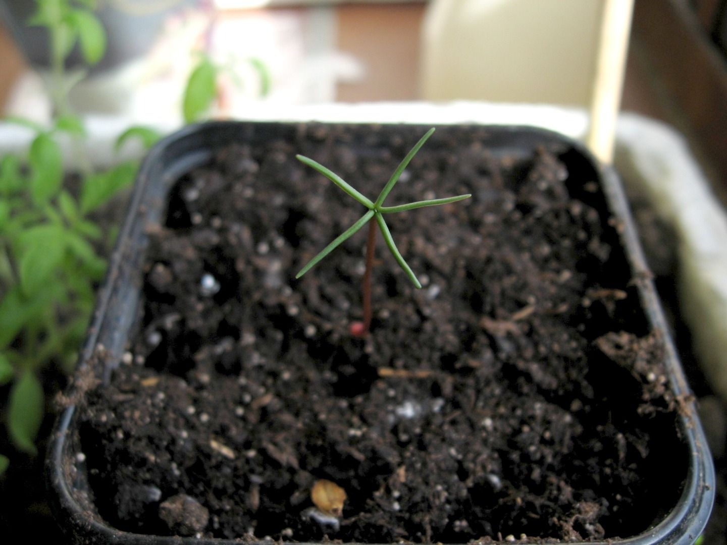 Grow Your Own Giant Sequoia Tree : 6 Steps (with Pictures) - Instructables