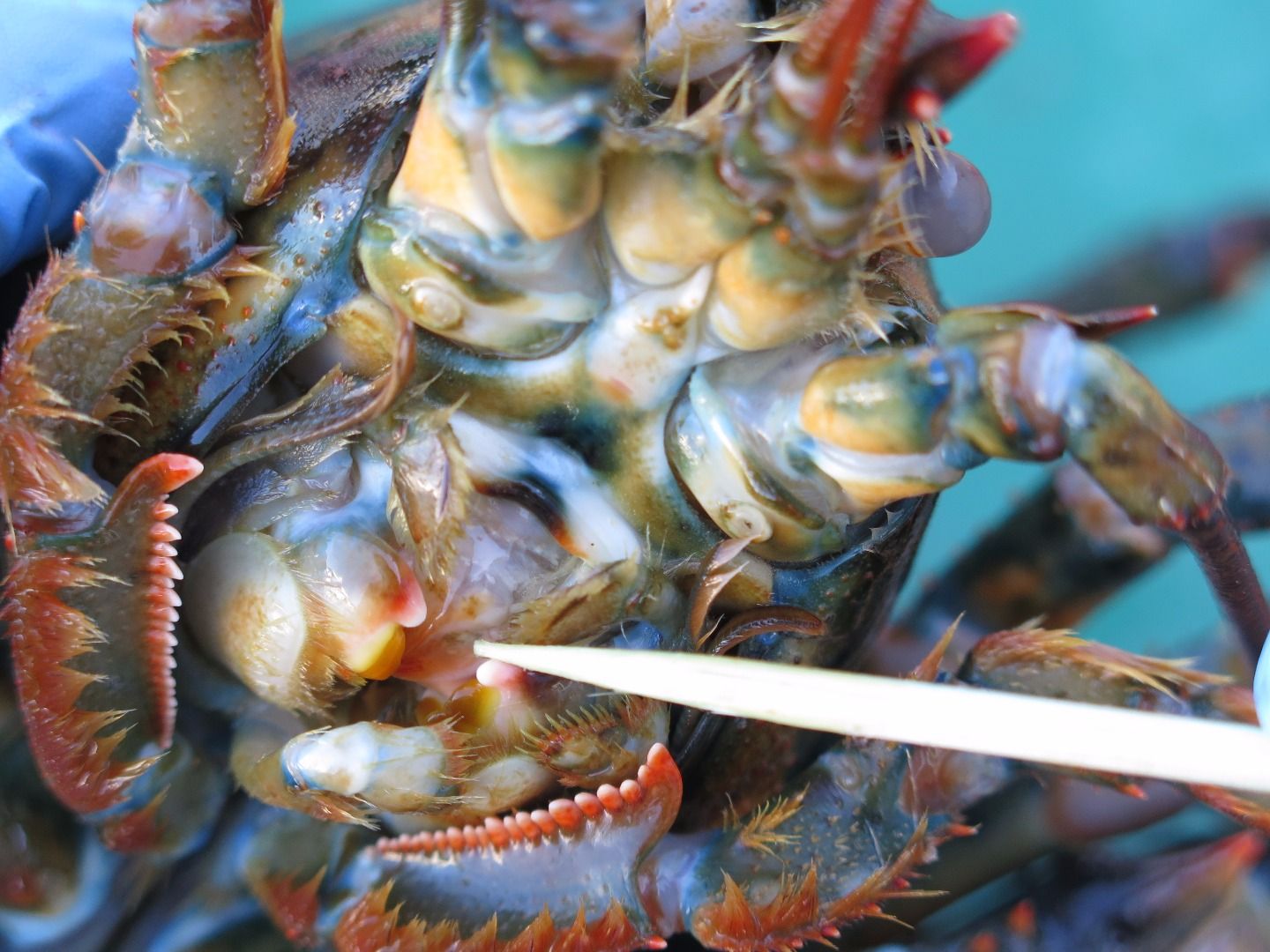 Lobster Dissection : 11 Steps - Instructables