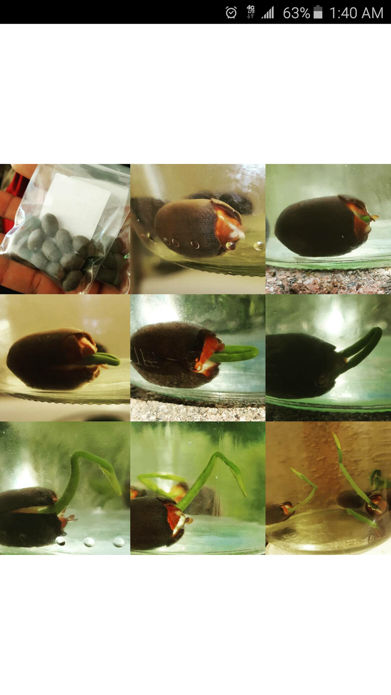 How to Germinate Lotus Seeds : 7 Steps - Instructables