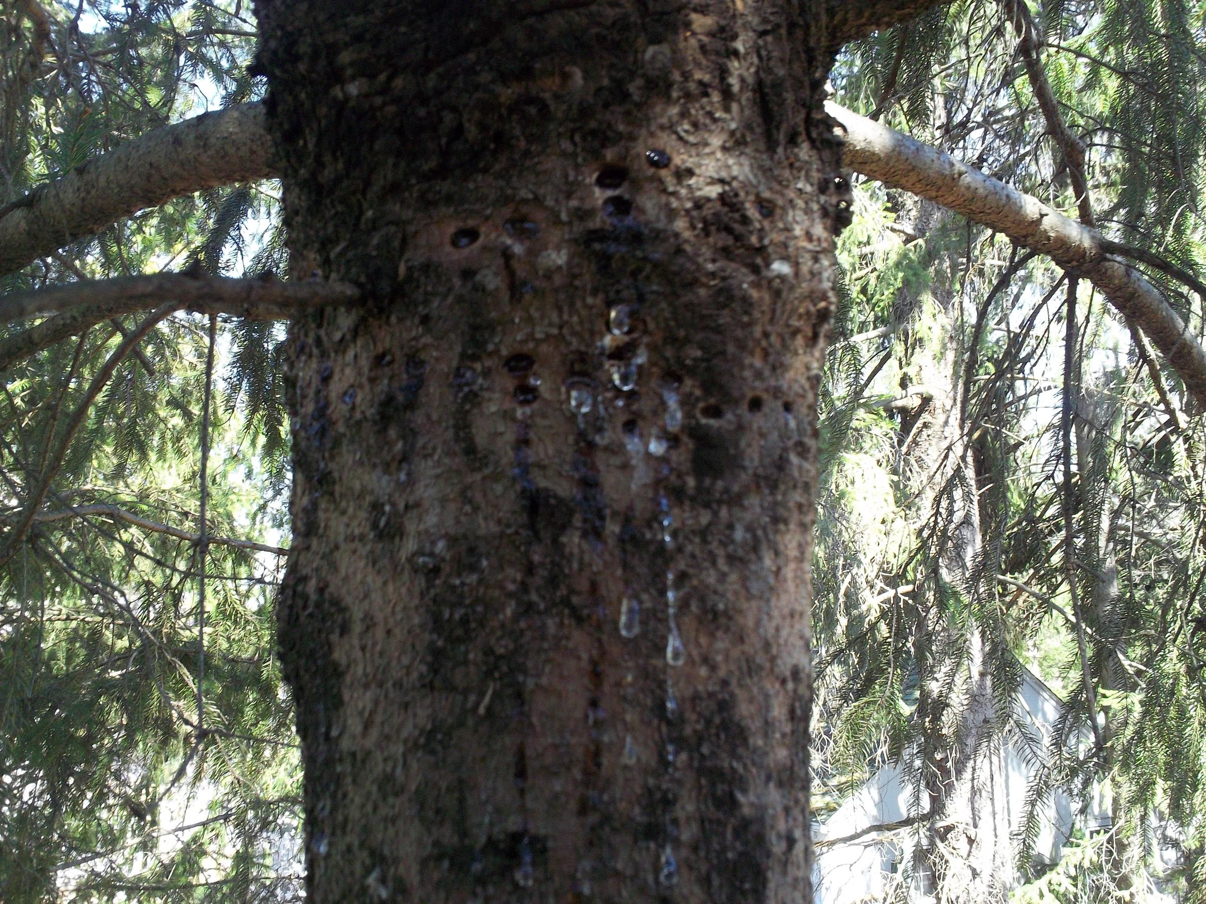 Homemade Natural Glue : 5 Steps (with Pictures) - Instructables