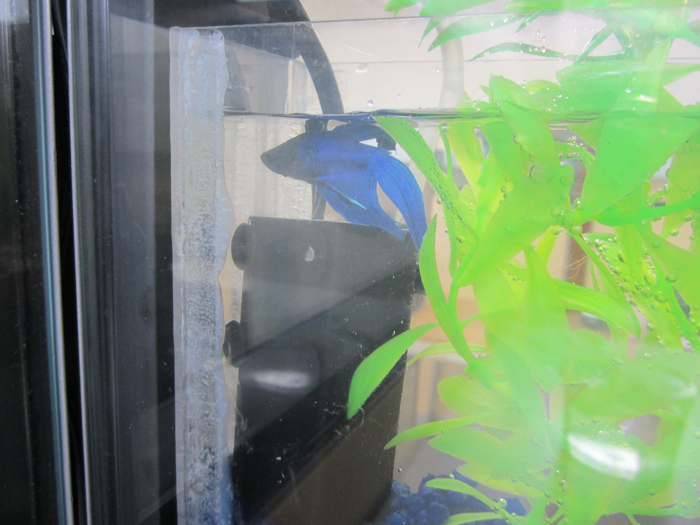 DIY Office Fishtank : 4 Steps - Instructables