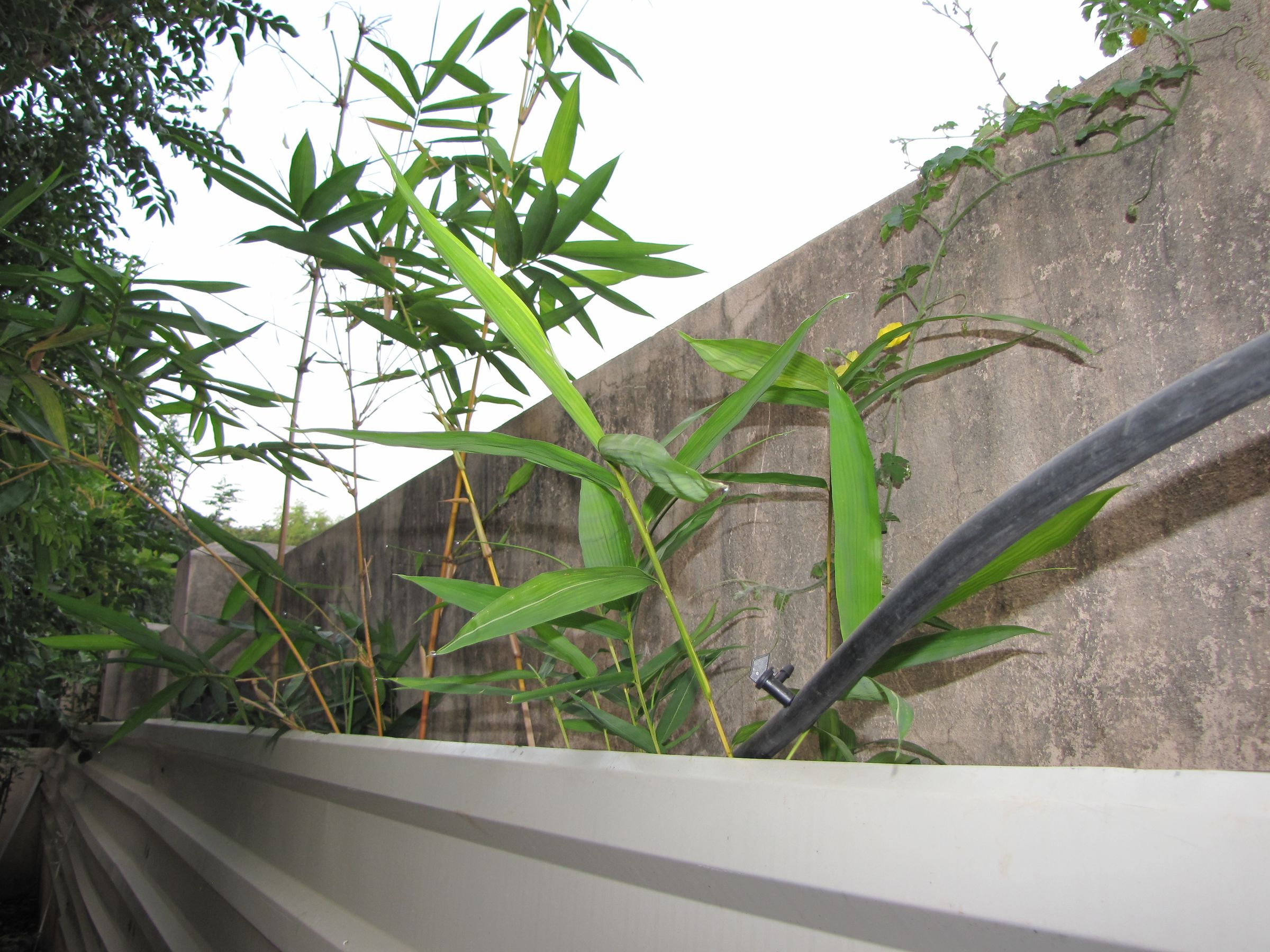 DIY Green Hedge on the Wall Itself : 10 Steps (with Pictures ...