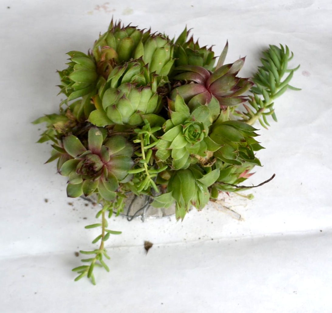 SUCCULENTS BALL : 8 Steps (with Pictures) - Instructables