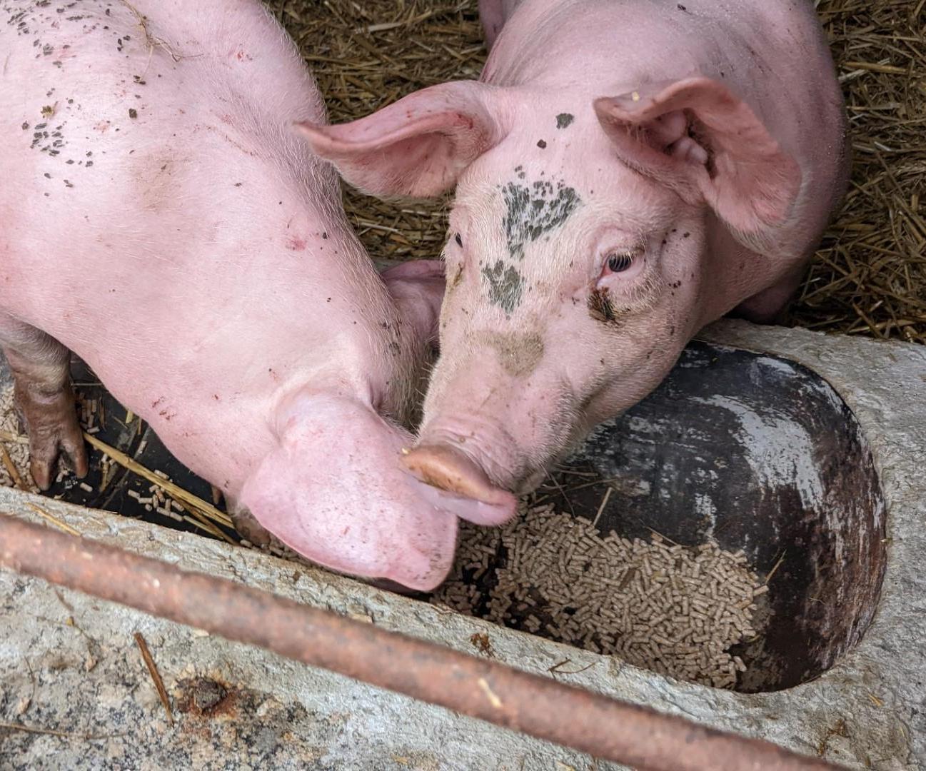 Homemade Pig Trough : 6 Steps - Instructables