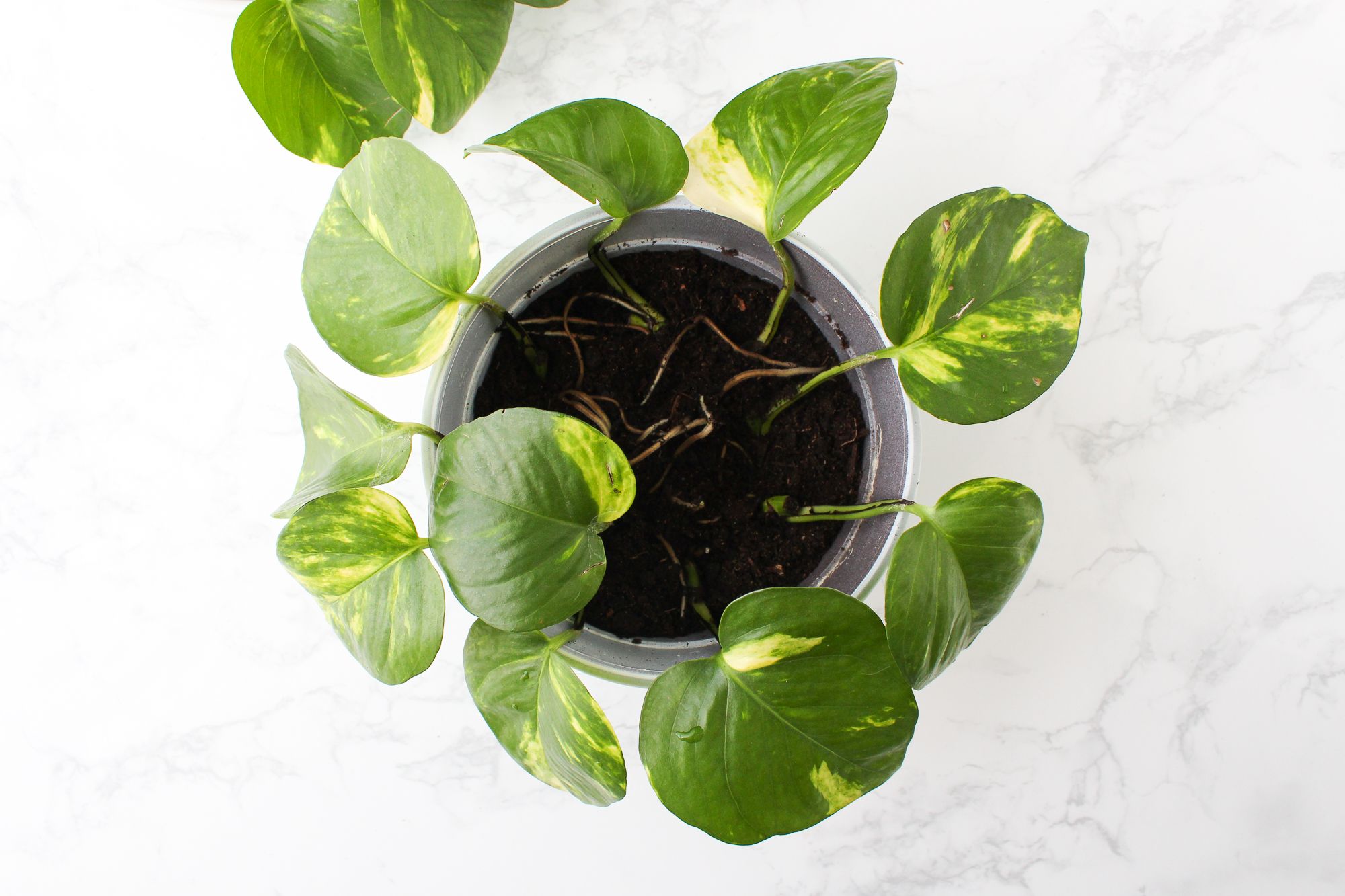 How to Propagate a Pothos Plant : 6 Steps (with Pictures) - Instructables