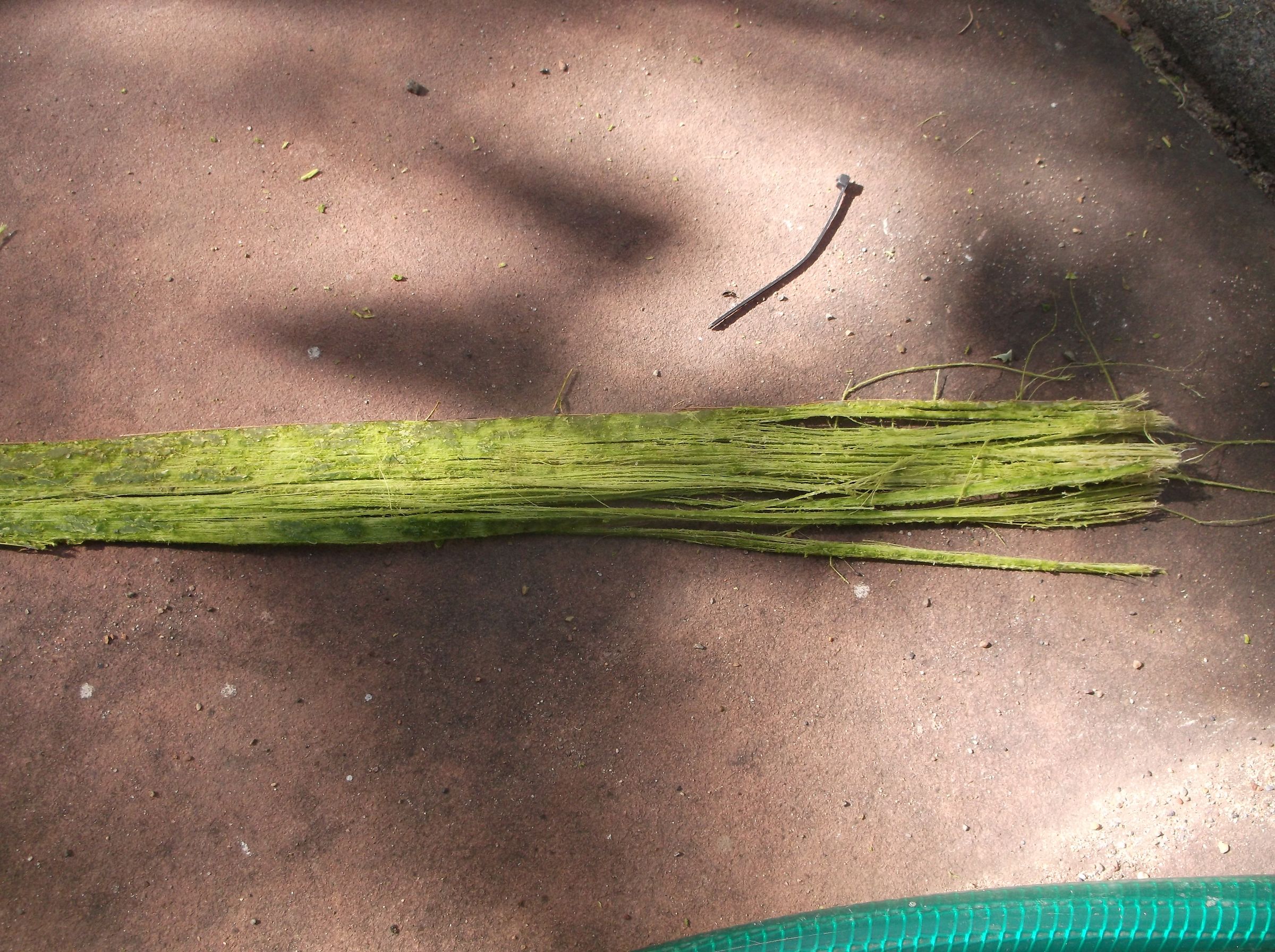 Processing Yucca Fibre With Primitive Tools : 6 Steps (with Pictures ...