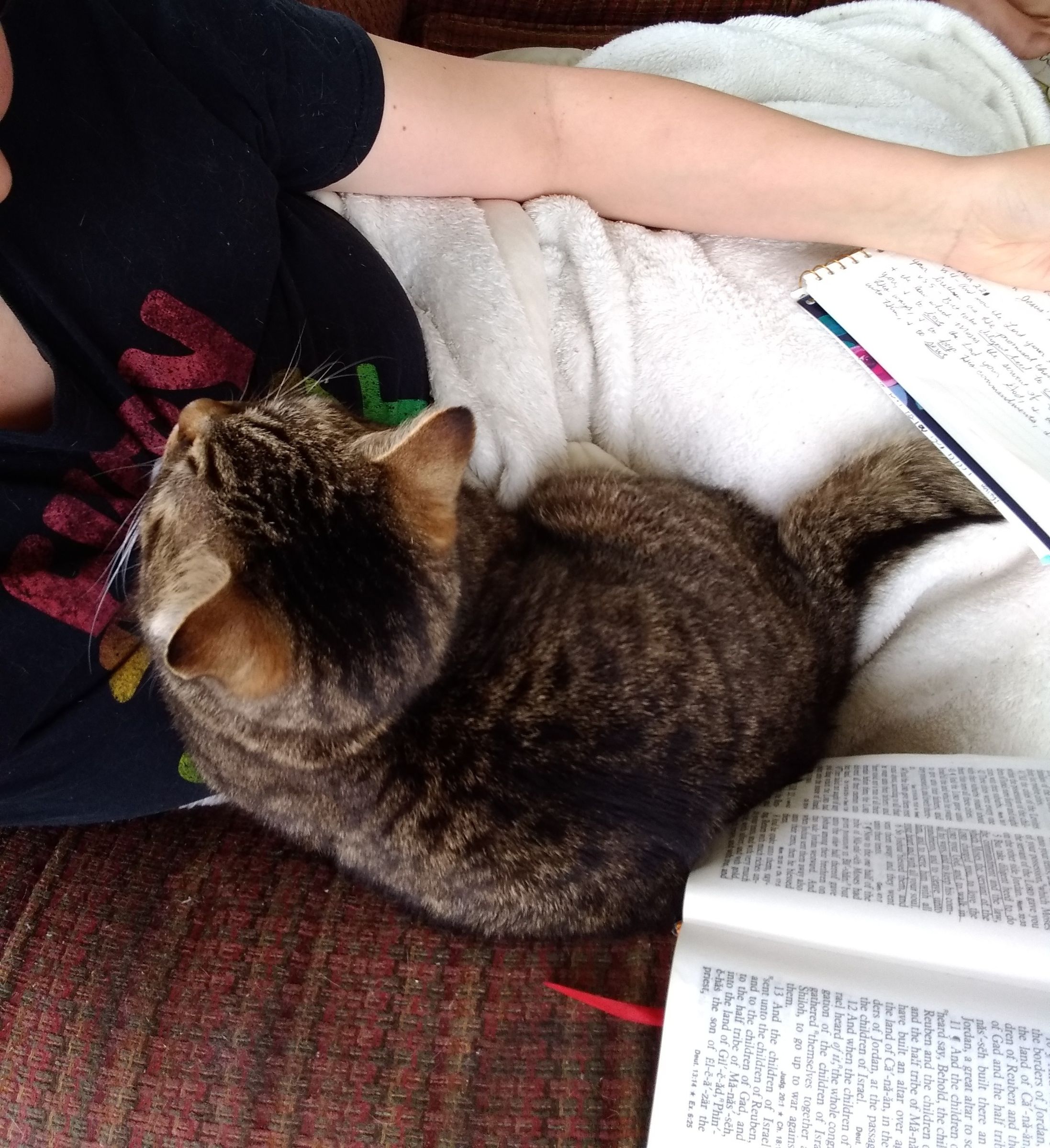 How To: Lull Your Cat to Sleep : 14 Steps (with Pictures) - Instructables