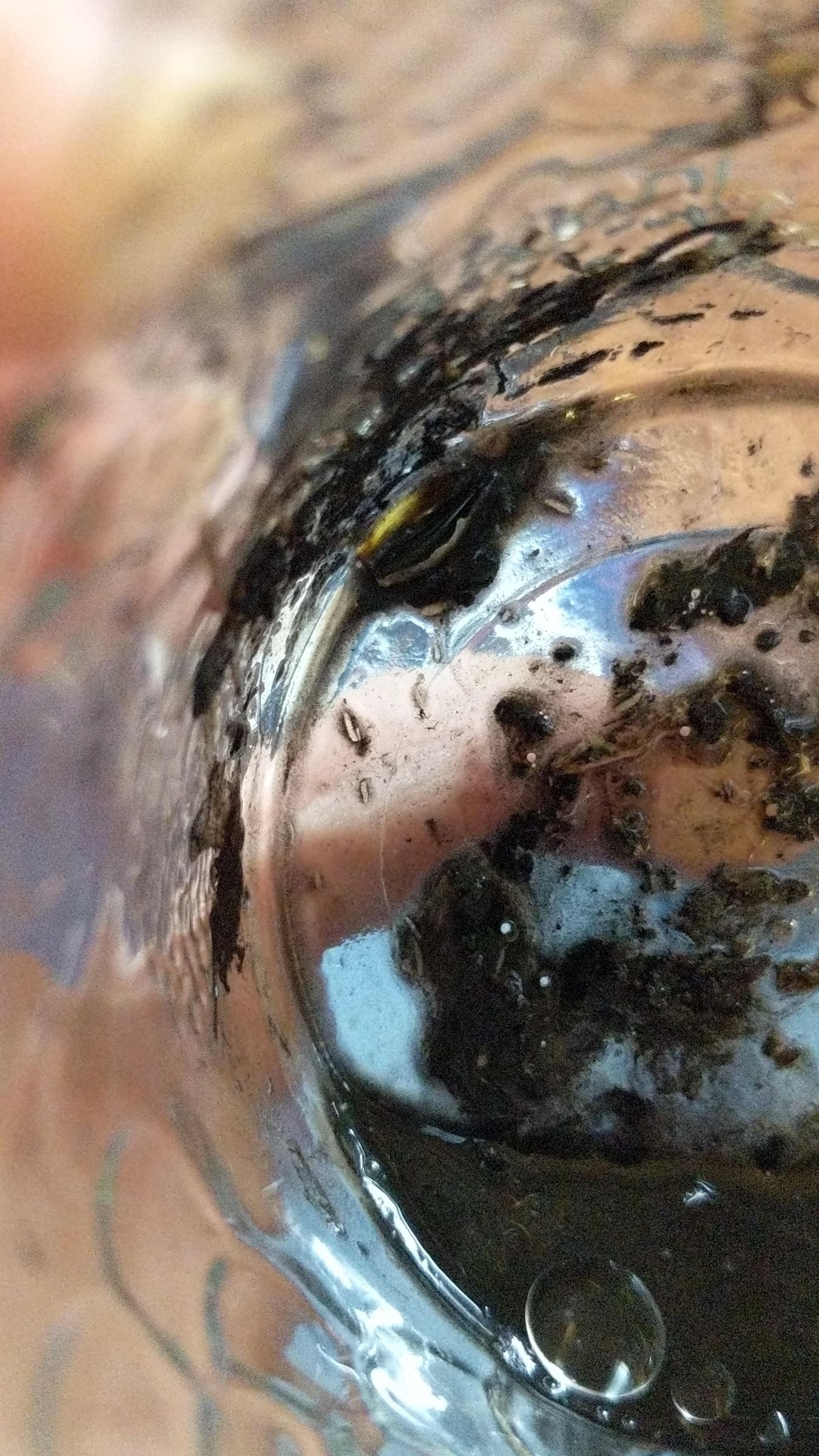 Making Ink From Mushrooms : 5 Steps (with Pictures) - Instructables