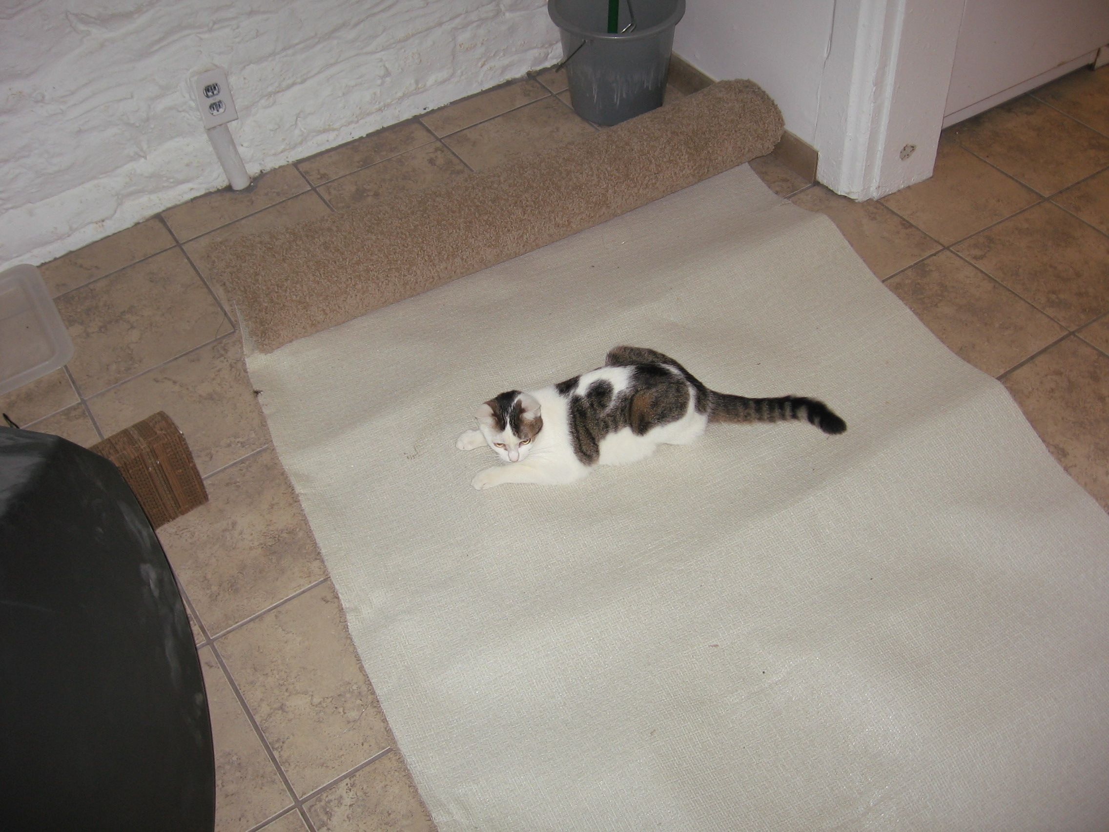 Big Screen Cattery : 13 Steps (with Pictures) - Instructables