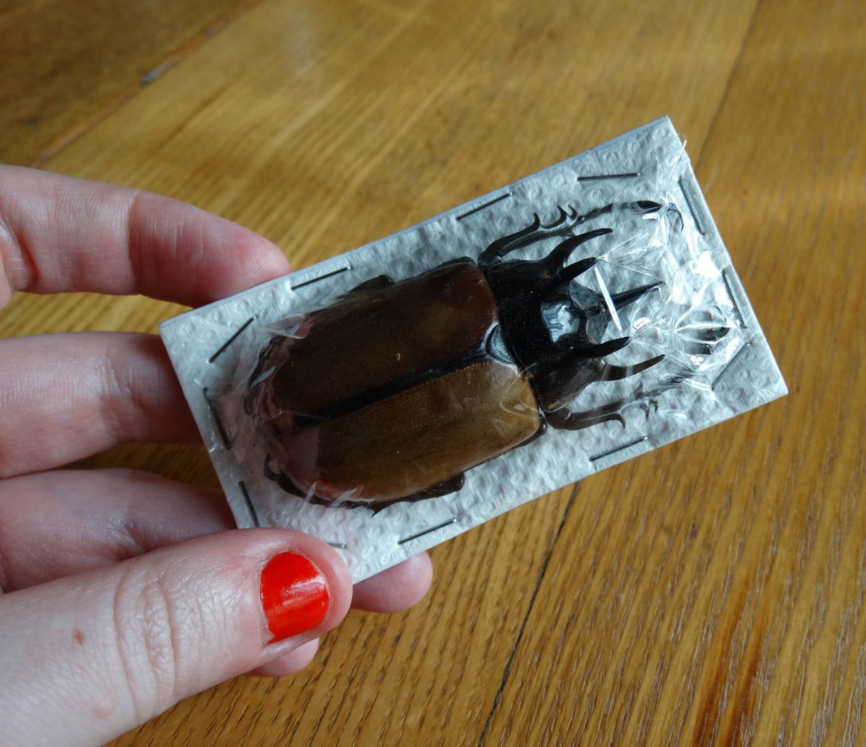 Preparing and Gilding a Real Insect : 10 Steps (with Pictures ...