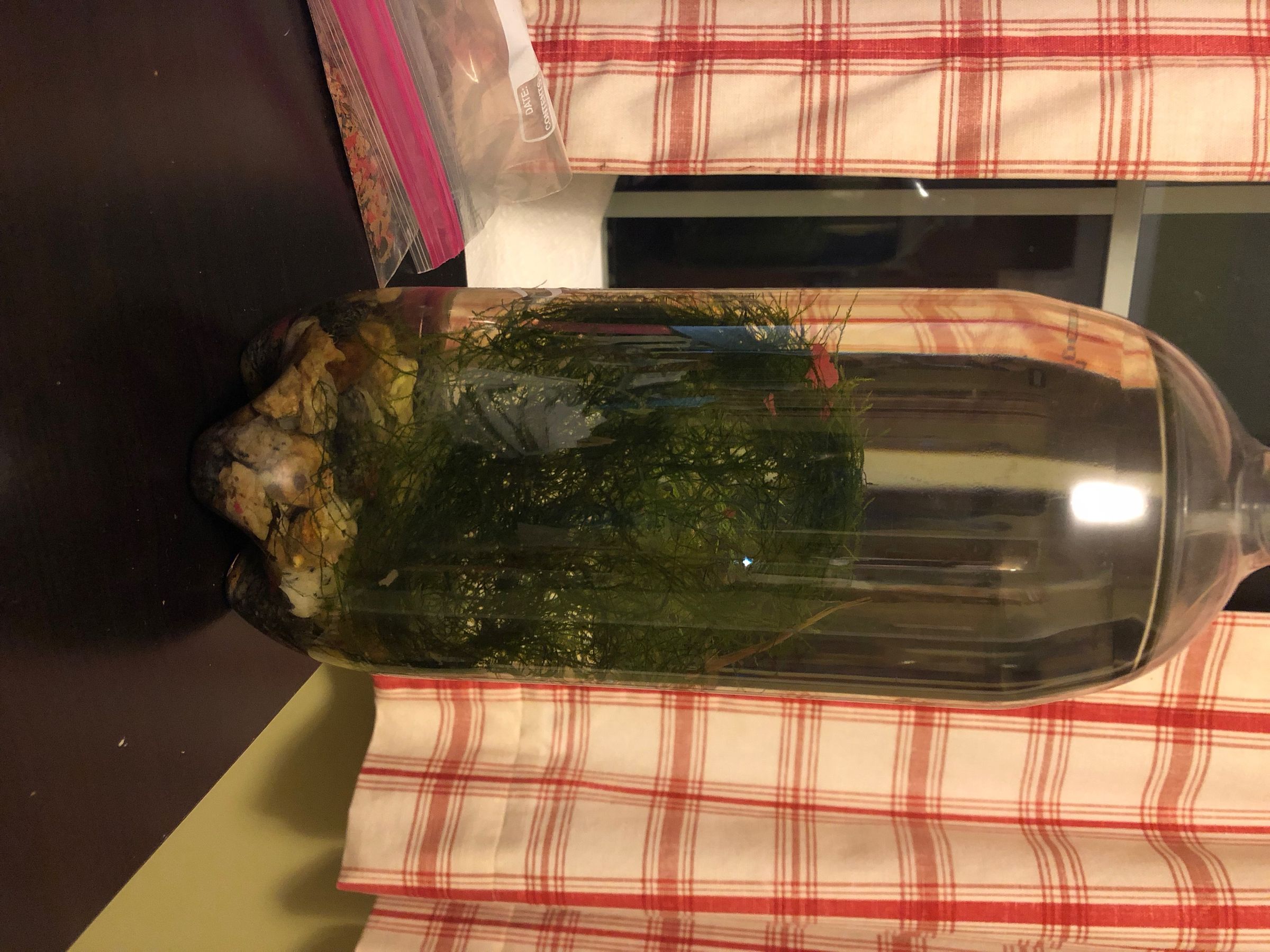 A Closed Ecosystem : 9 Steps - Instructables