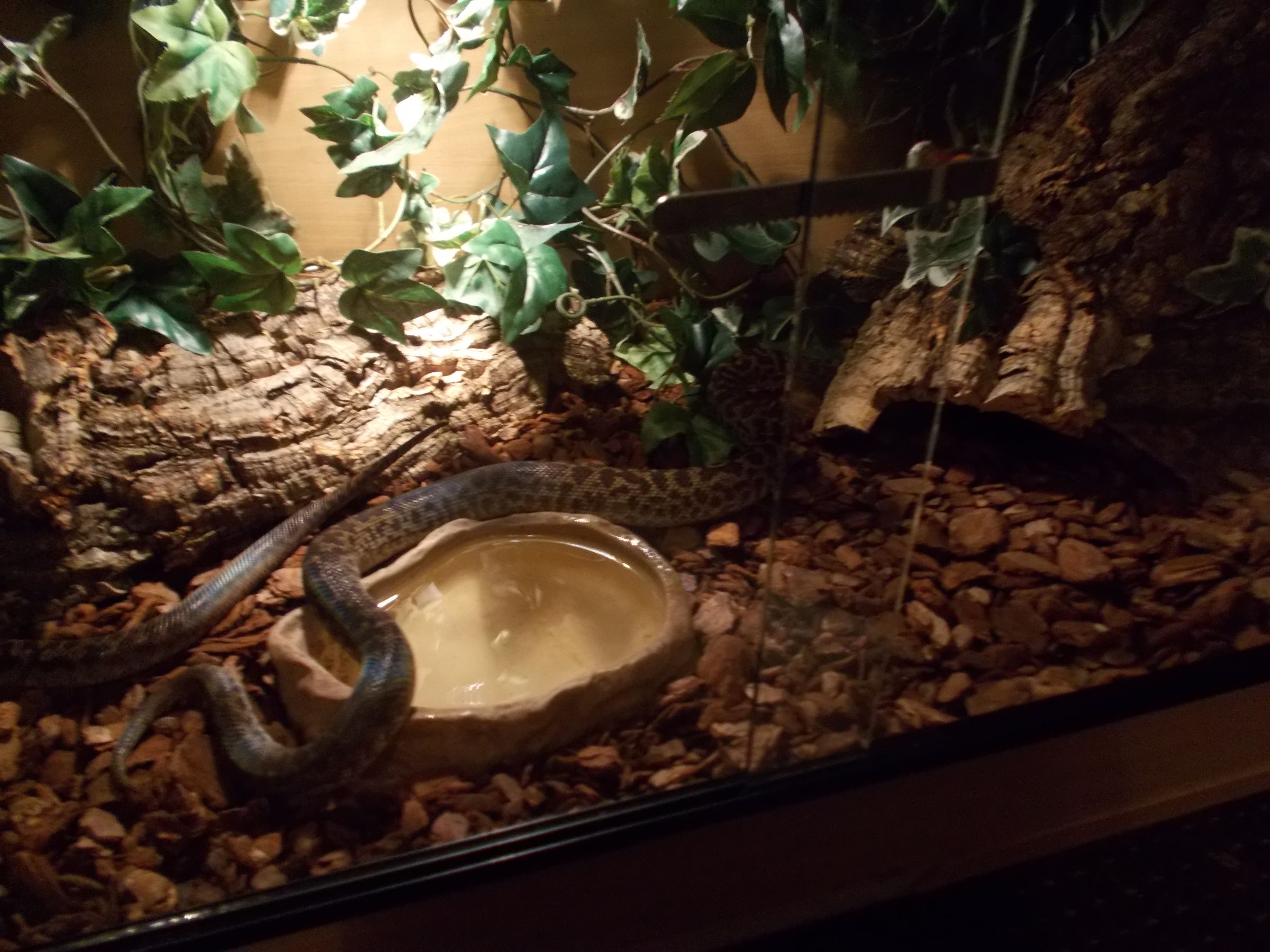 How to Setup a Snake Viv : 13 Steps - Instructables