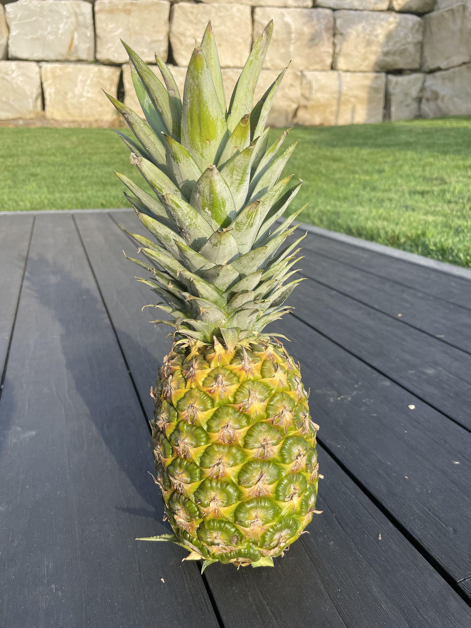 Growing Pineapples : 6 Steps (with Pictures) - Instructables