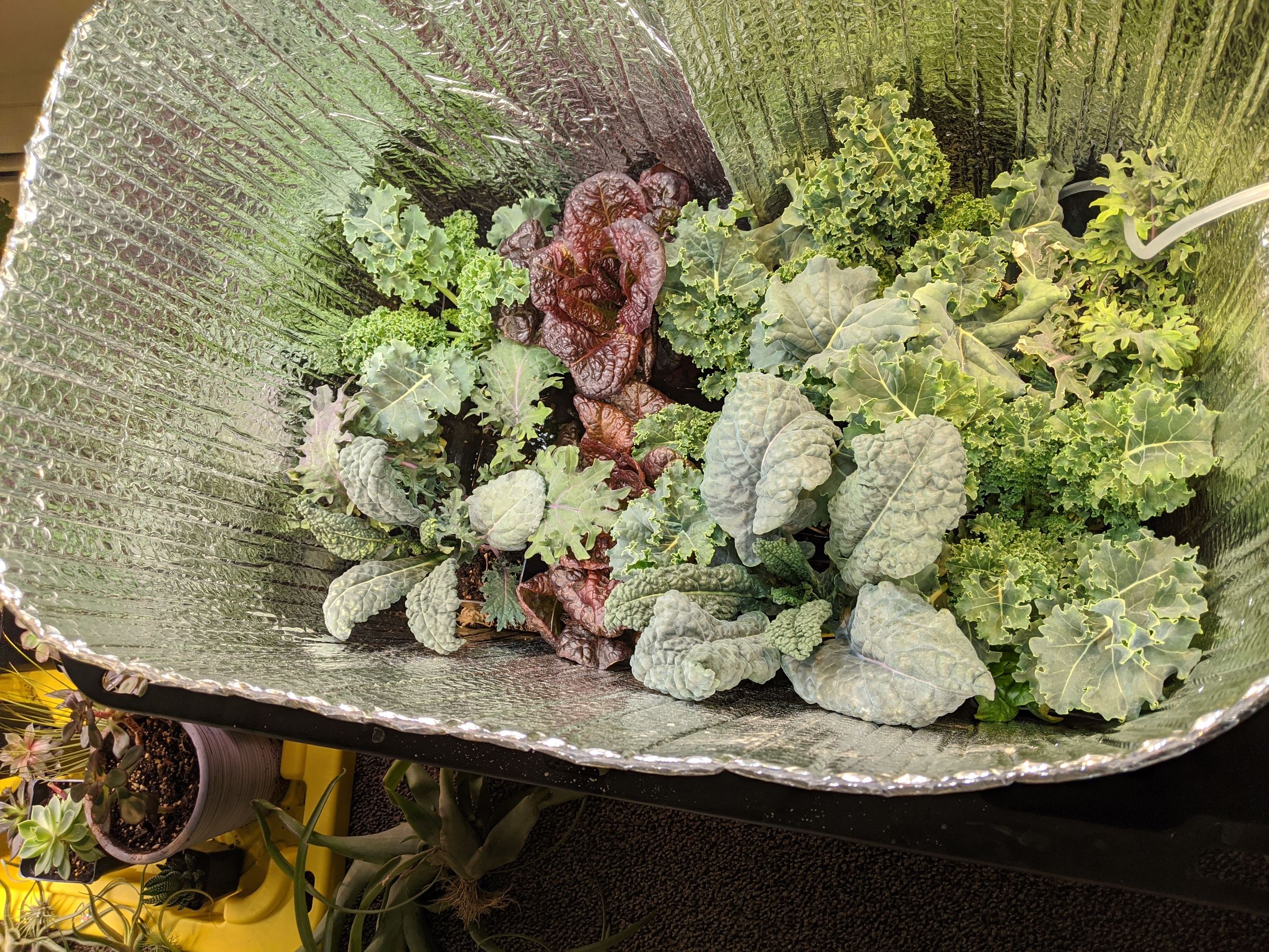 Much Lettuce Machine: Aeroponic, Automatic Grow Box : 6 Steps (with ...