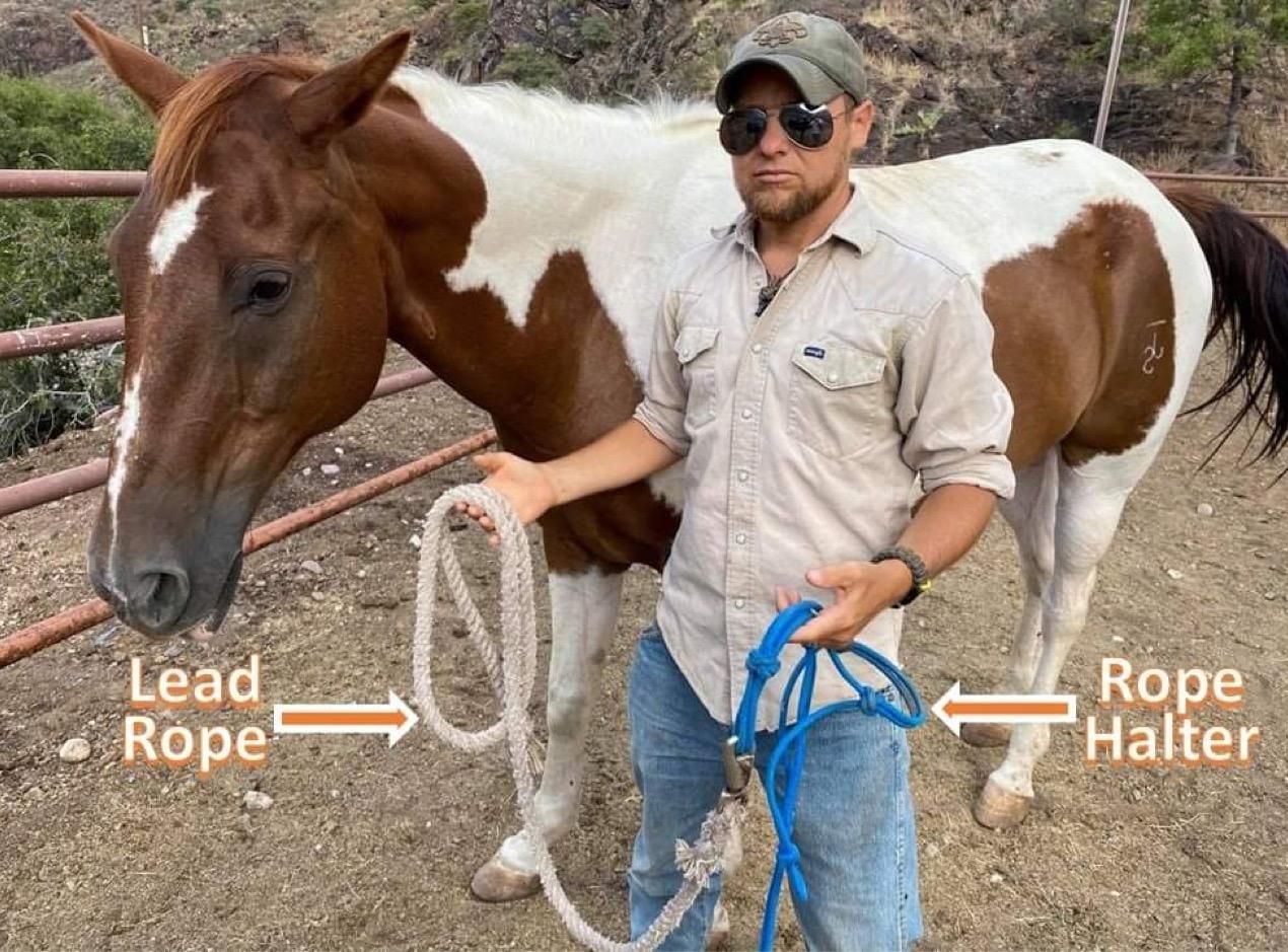 How to Halter a Horse -Fit & Tie a Rope Halter- : 6 Steps (with ...