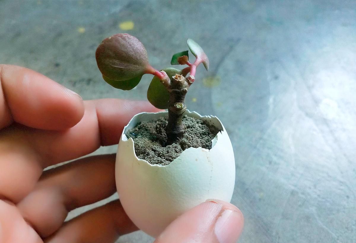 Egg Shell Planter | Gardening : 5 Steps (with Pictures) - Instructables