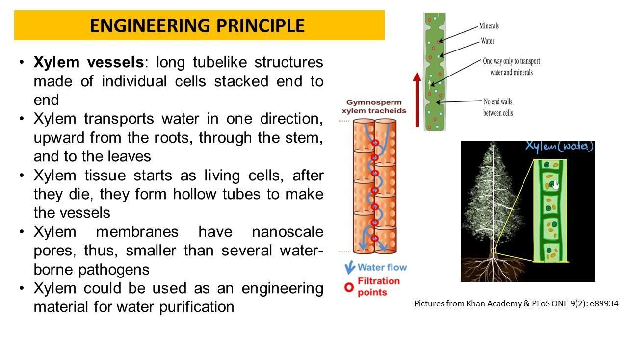 Unusual Use of Plant Xylem & Coconut Shell to Make Water Filter : 11 ...