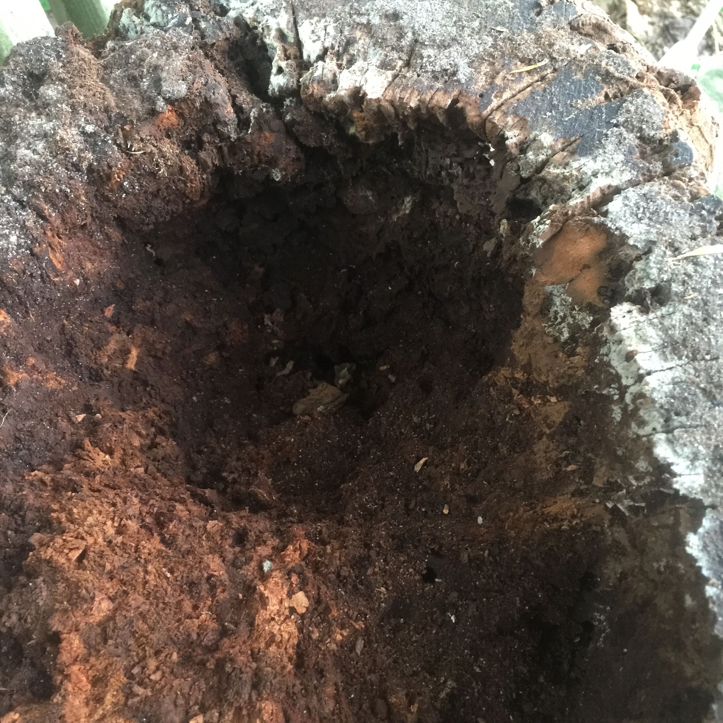 Turn a Stump Into a Natural Herb Garden : 4 Steps (with Pictures ...