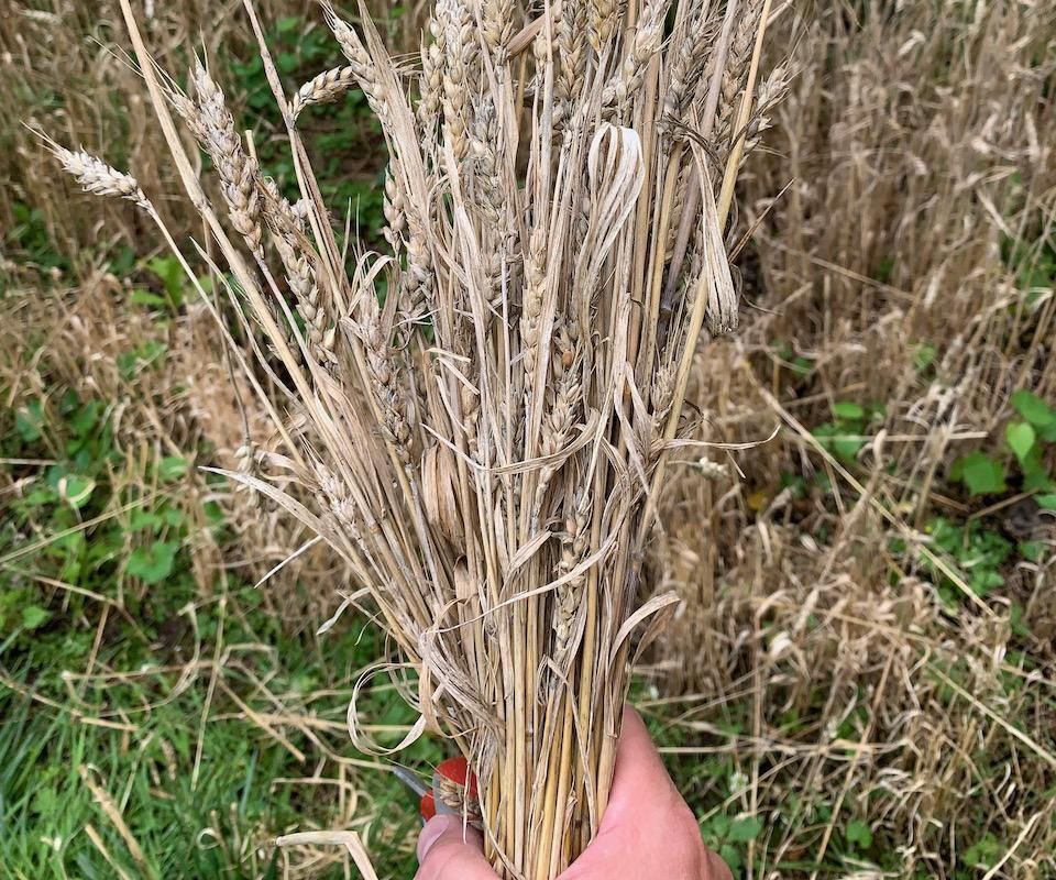 Micro Farming: Growing Wheat in Your Backyard : 4 Steps (with Pictures ...