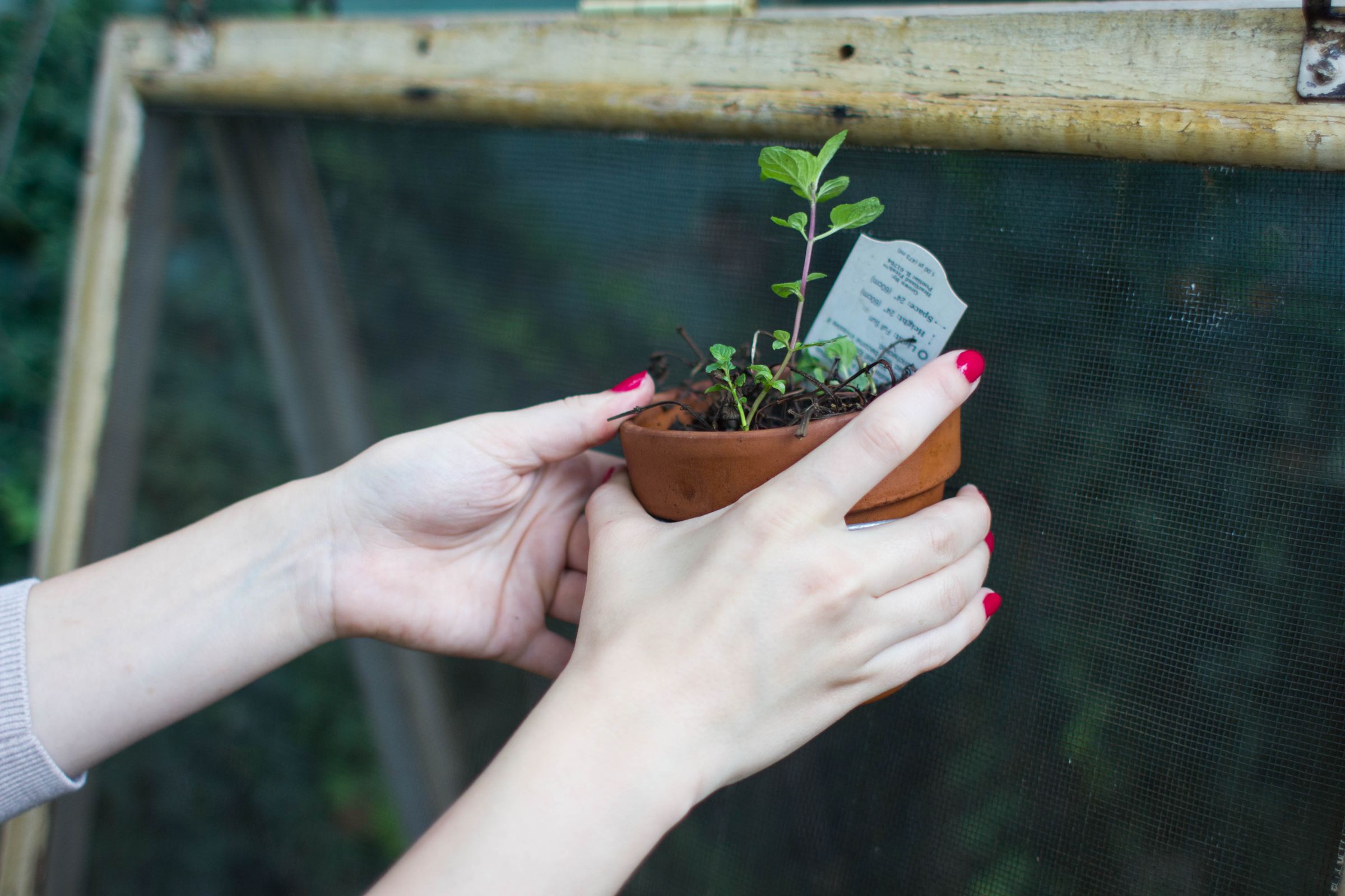 DIY Herb Garden : 5 Steps (with Pictures) - Instructables