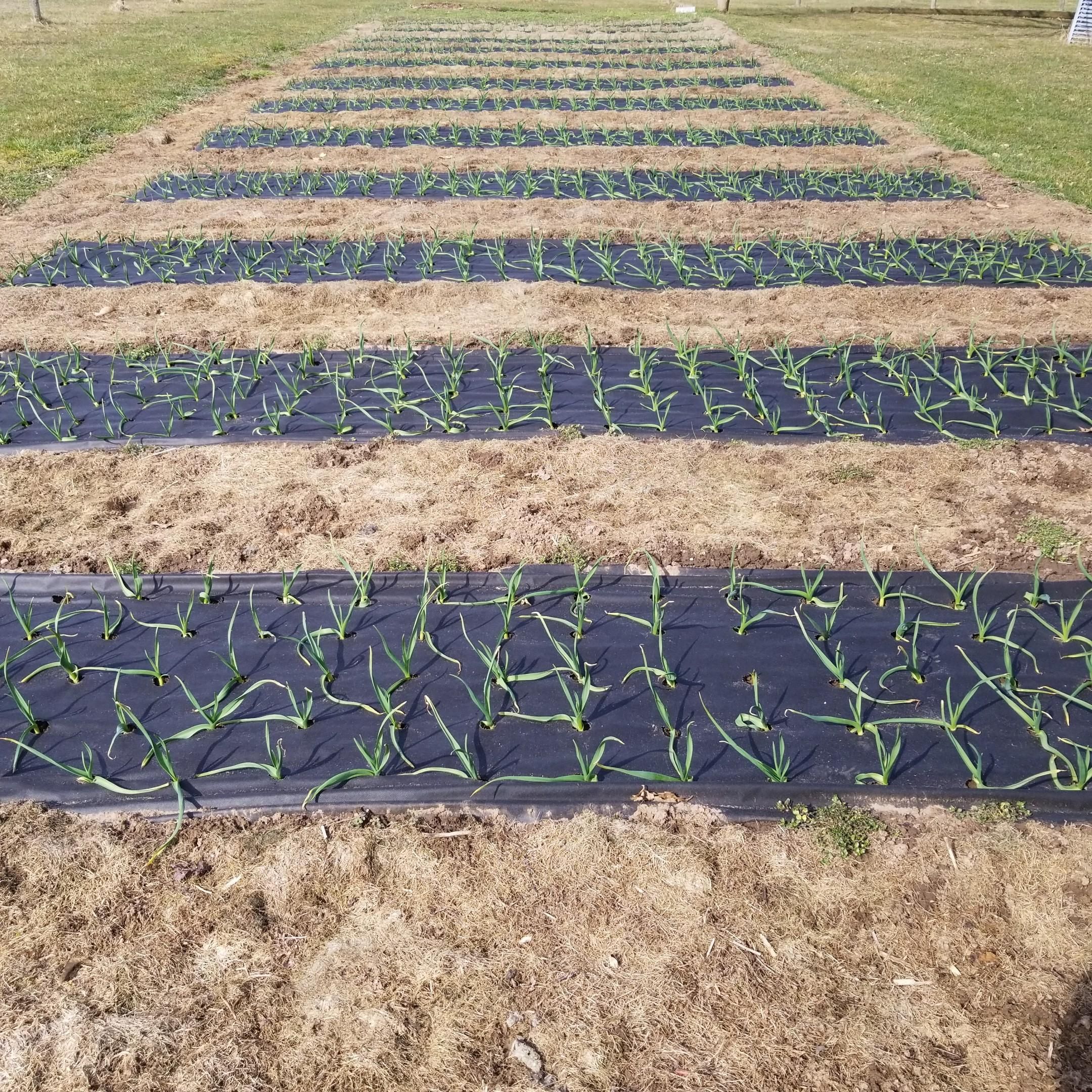 Garlic Gardening : 49 Steps (with Pictures) - Instructables