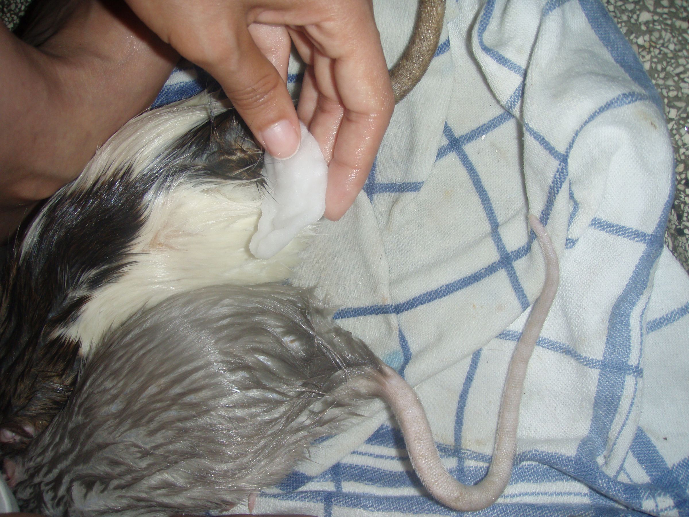 How to Bathe a Rat, THE NICE, NO FUSS WAY : 5 Steps - Instructables
