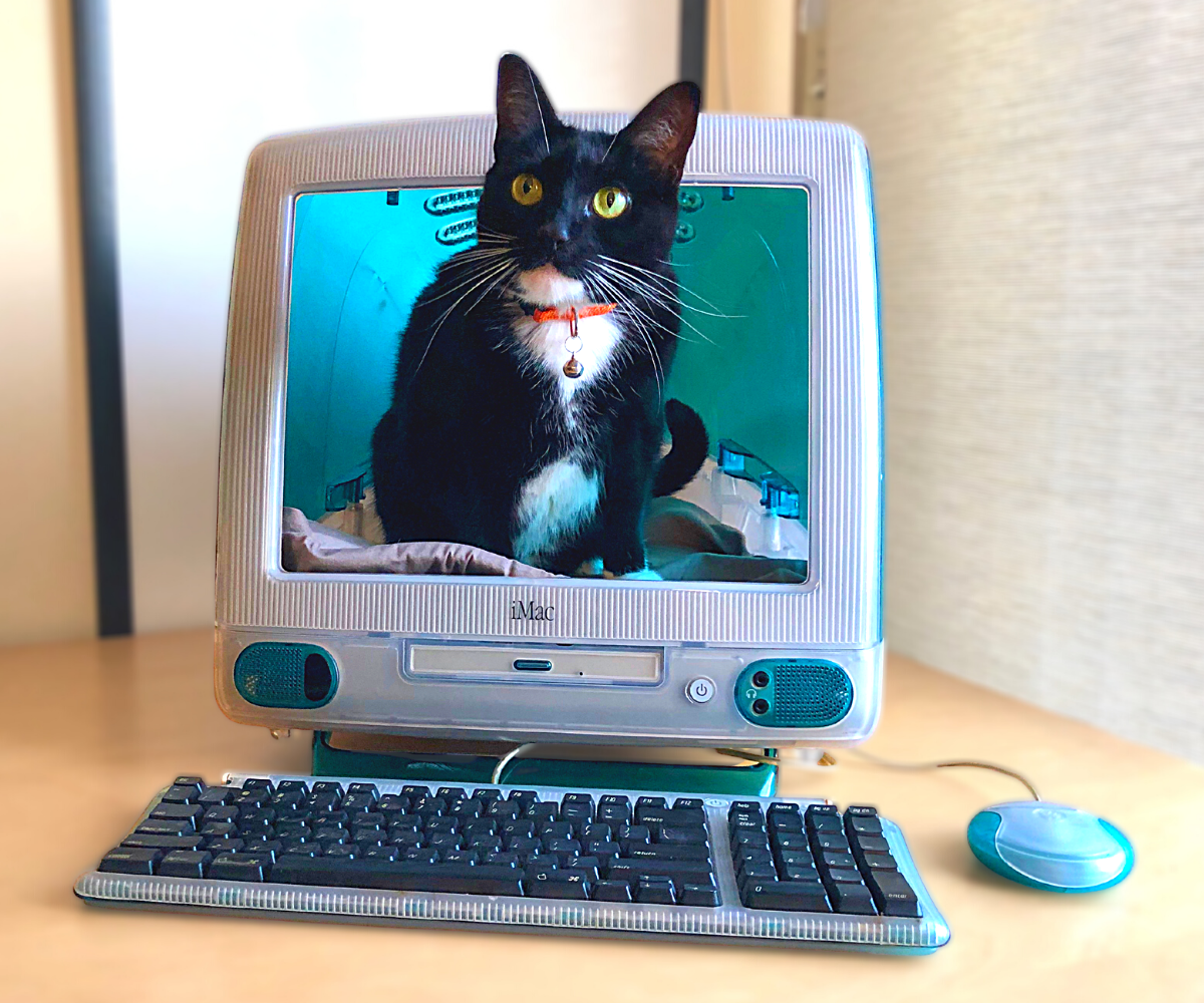 IMac Cat Bed : 7 Steps (with Pictures) - Instructables