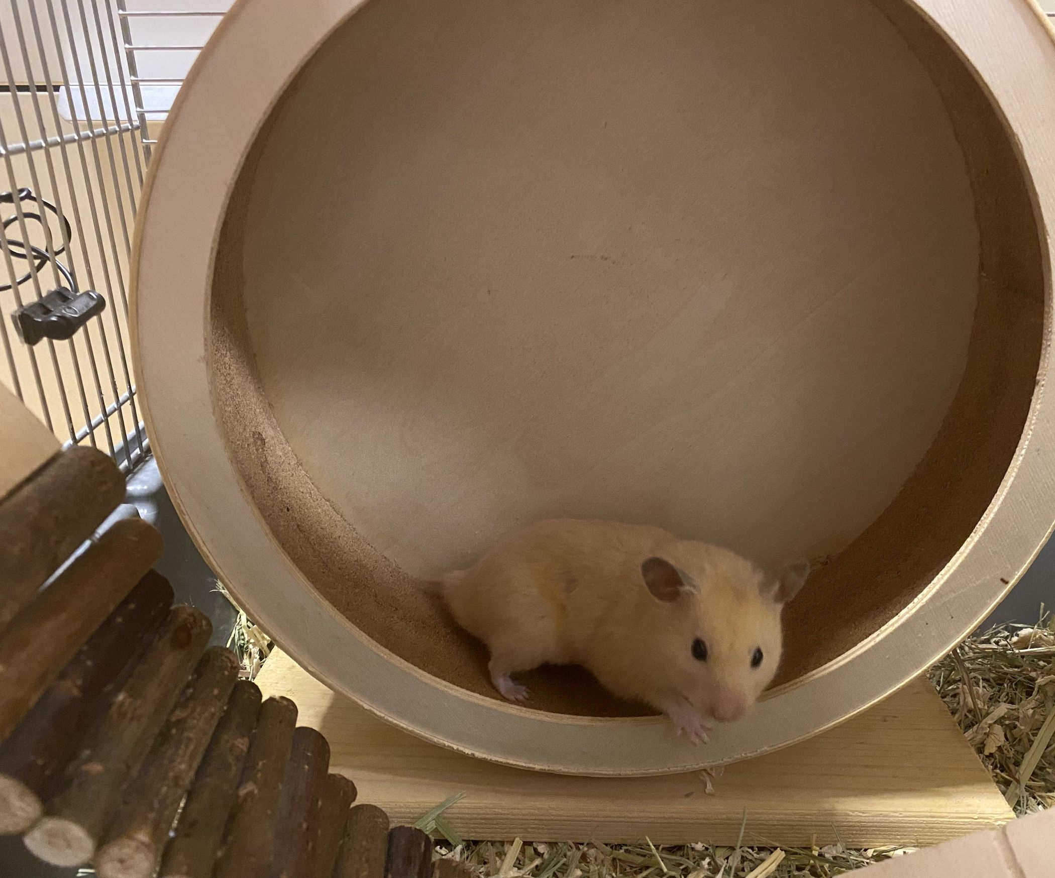 Hamster Wheel Tracker : 7 Steps - Instructables