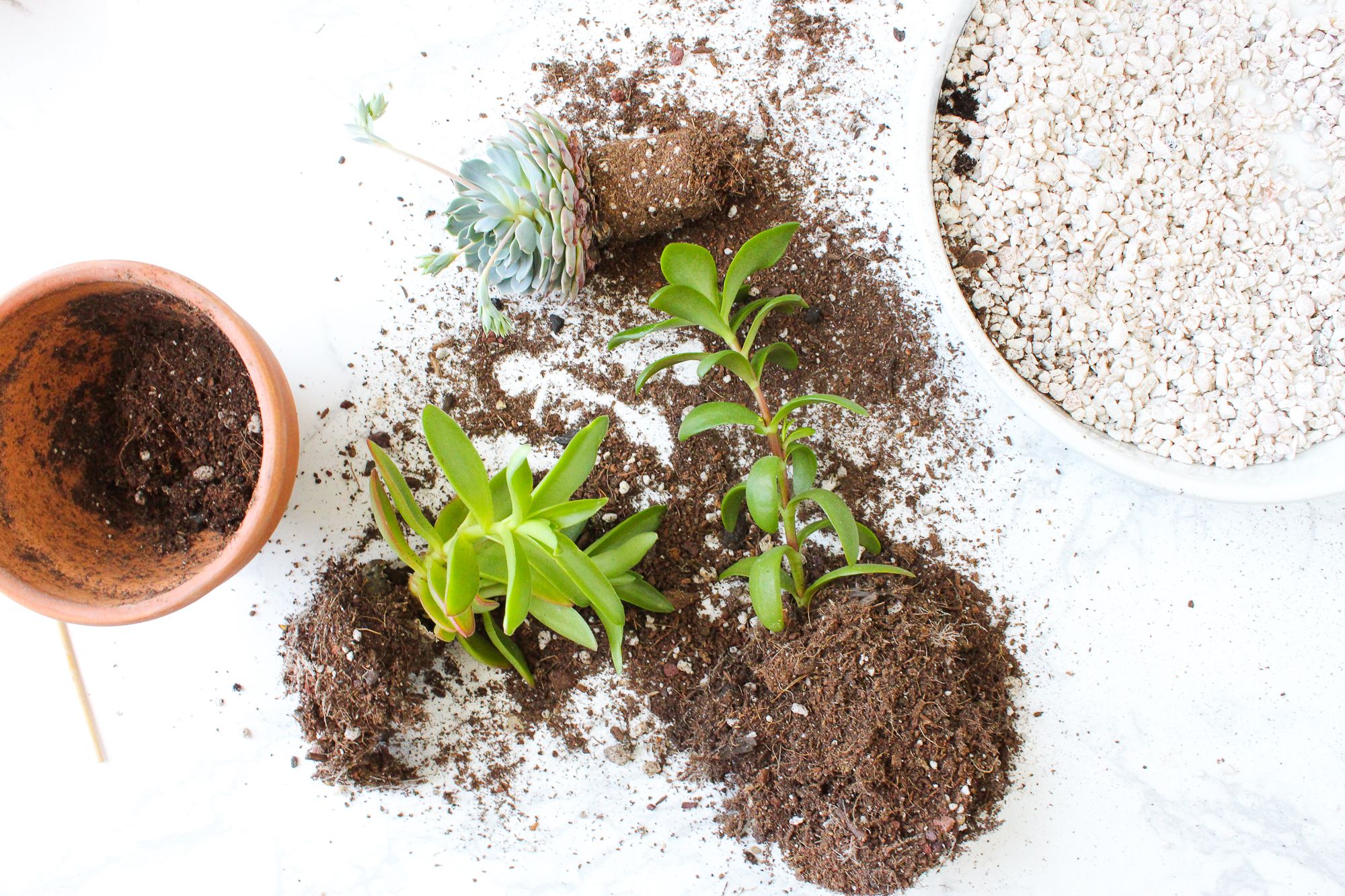 How to Repot Container Plants : 8 Steps (with Pictures) - Instructables