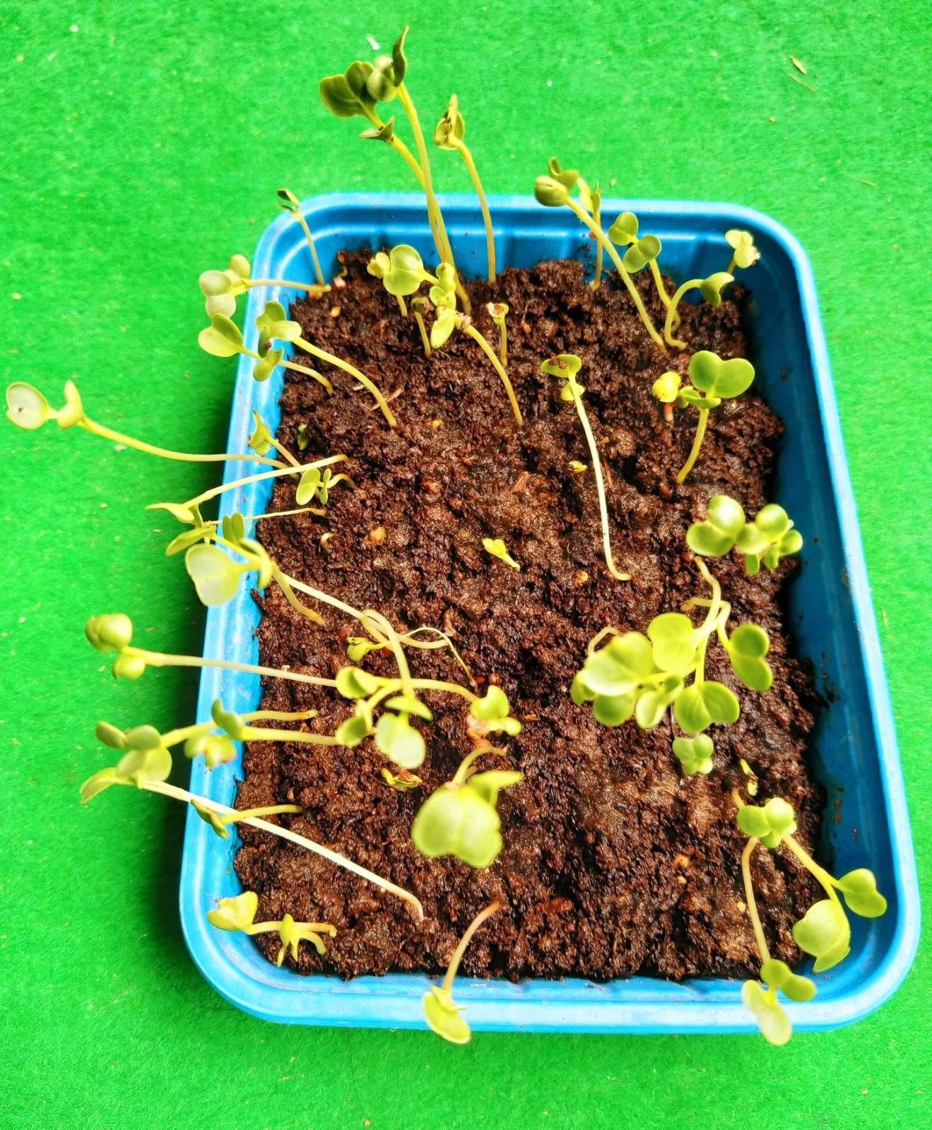 Basic Guide to Grow Micro 'green' : 14 Steps (with Pictures ...