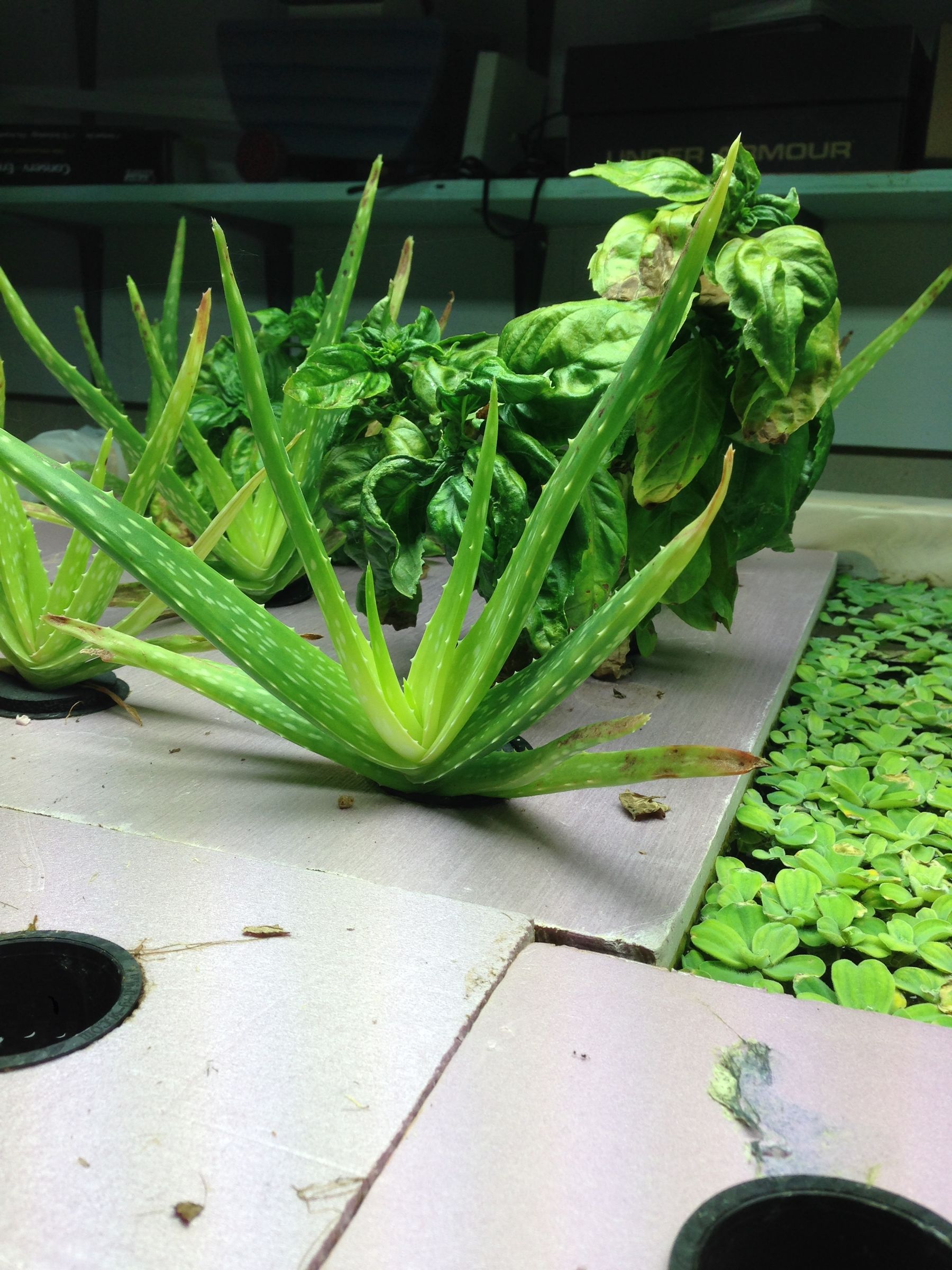 Hydroponic Raft System Update + Aquaponics - Instructables