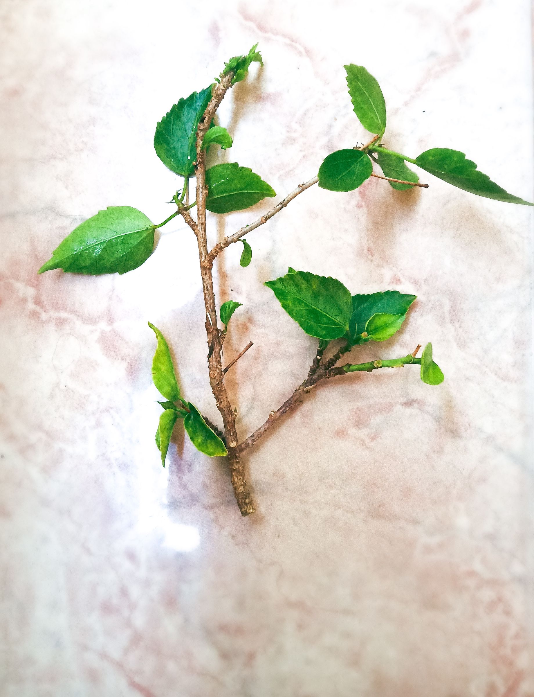 Steps to Grow Plants From Stem Cuttings : 7 Steps (with Pictures ...