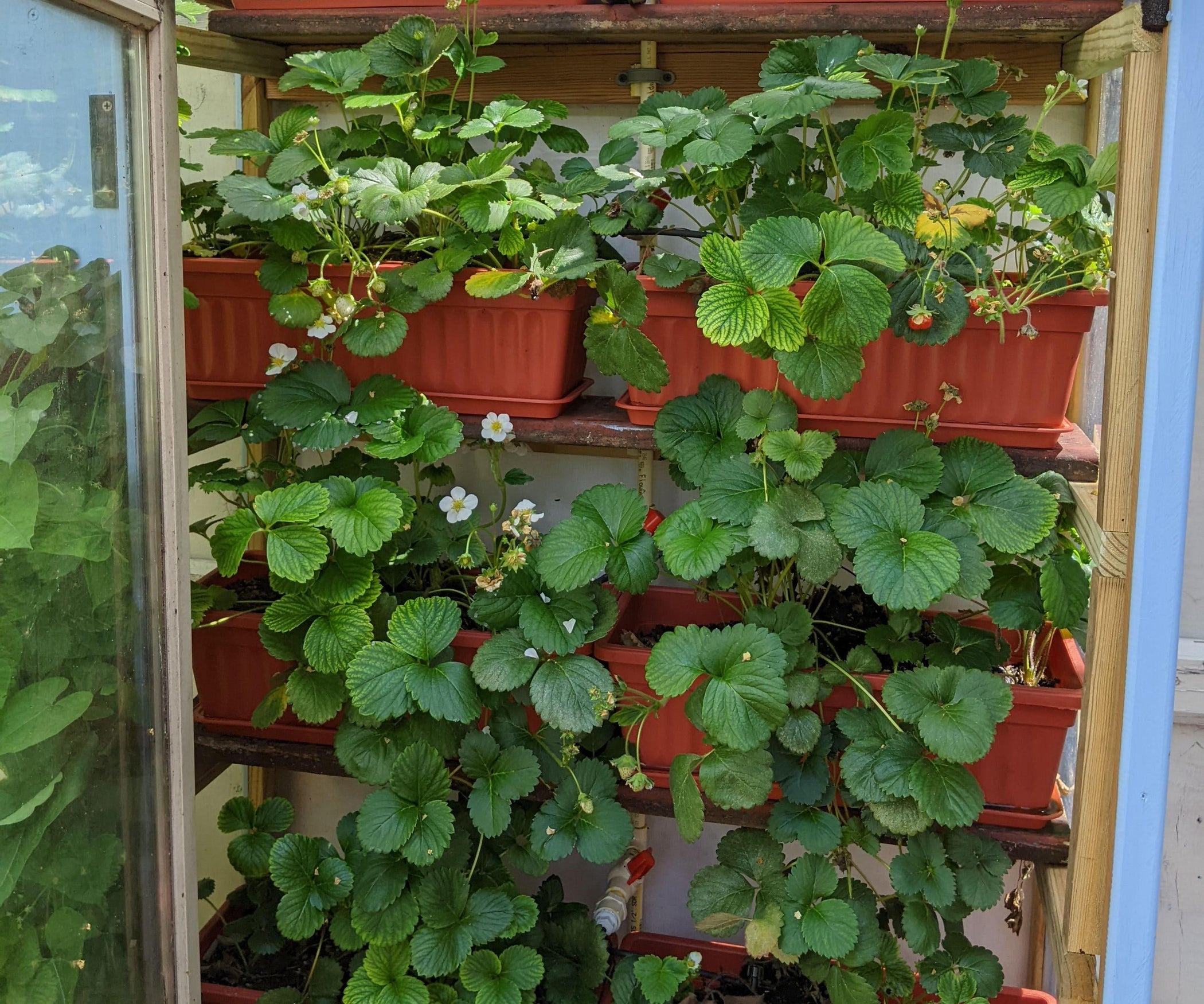 Arduino Managed Greenhouse - SHProject 6 : 8 Steps - Instructables