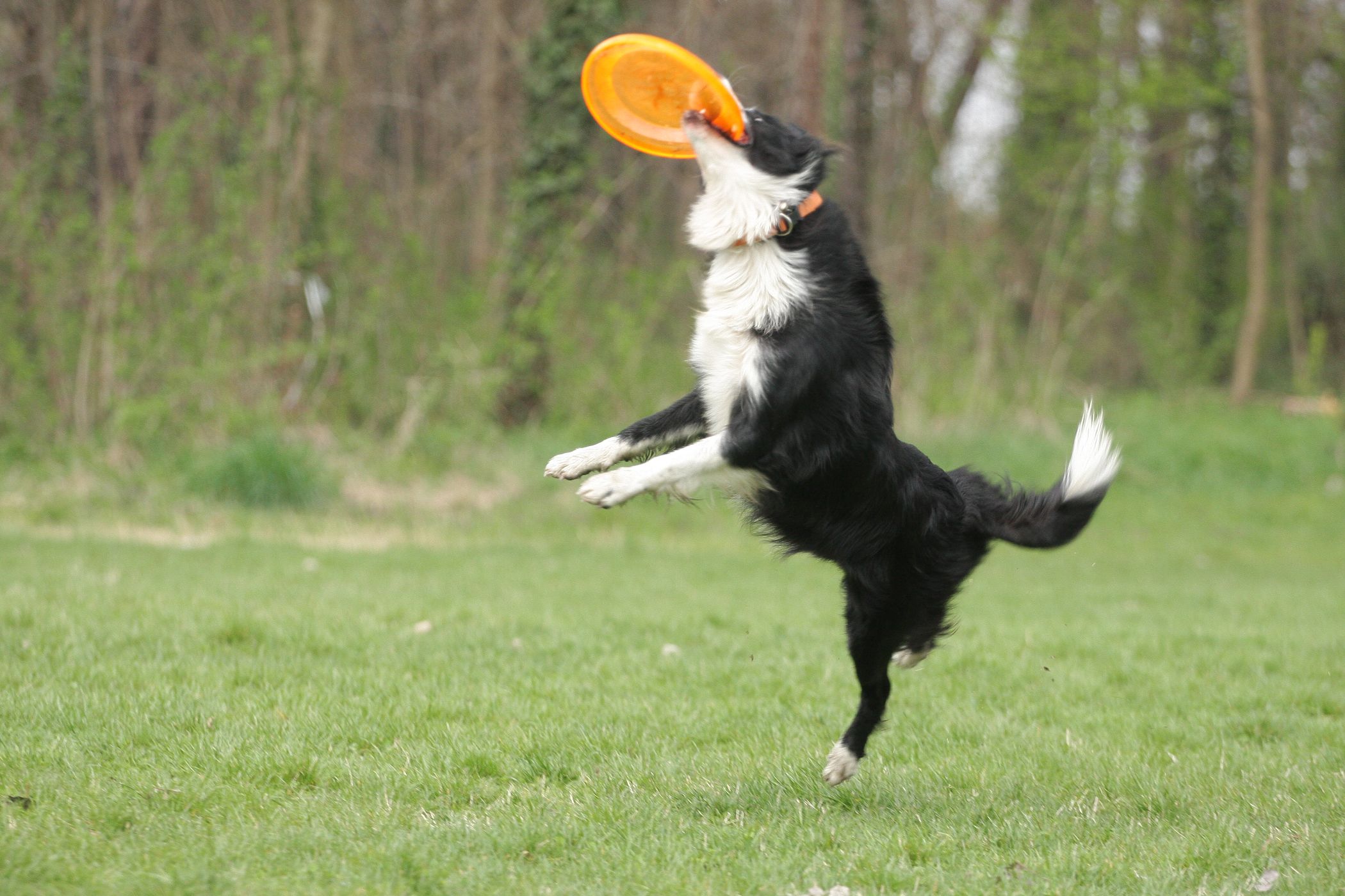 How to Repair Your Dog Disc After Bite : 3 Steps - Instructables