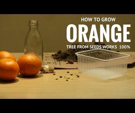 How to Grow Orange Tree From Seeds. Bottle Germination Method. Work ...