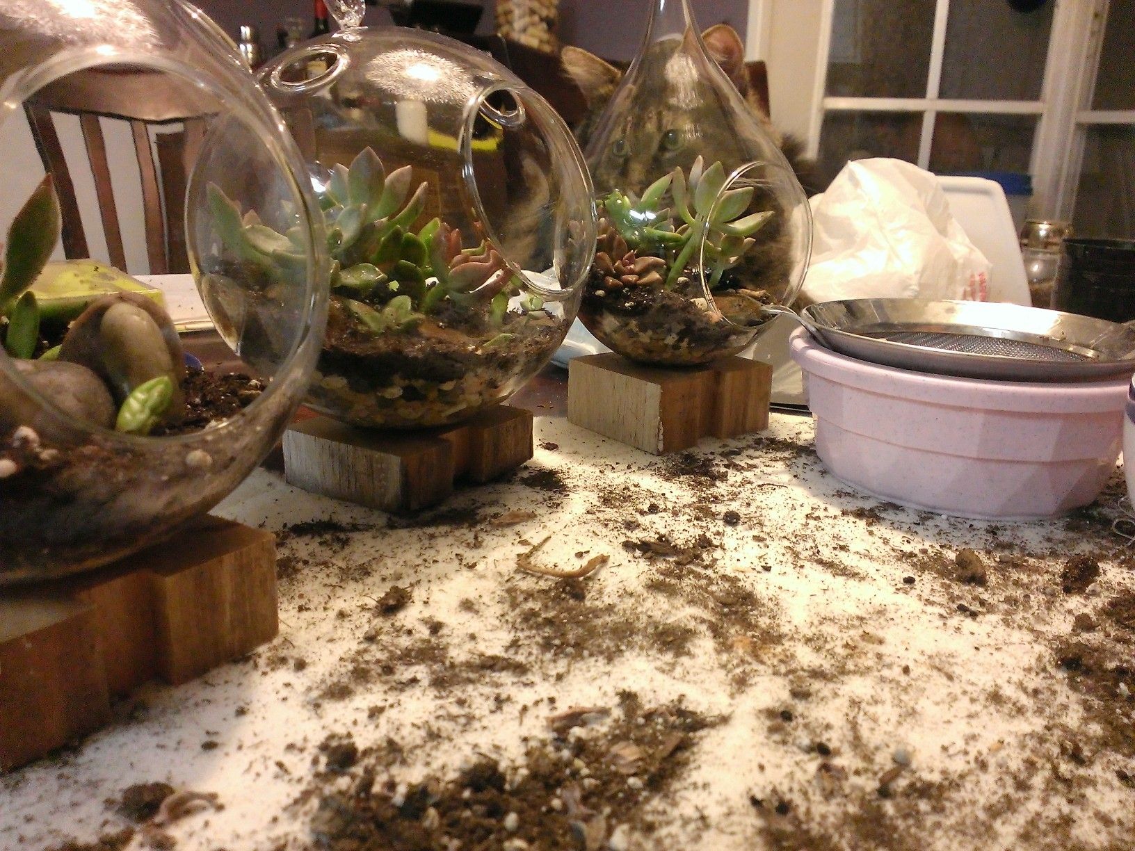 Let's Learn About Terrariums: a Guide to Terrariums : 5 Steps (with ...
