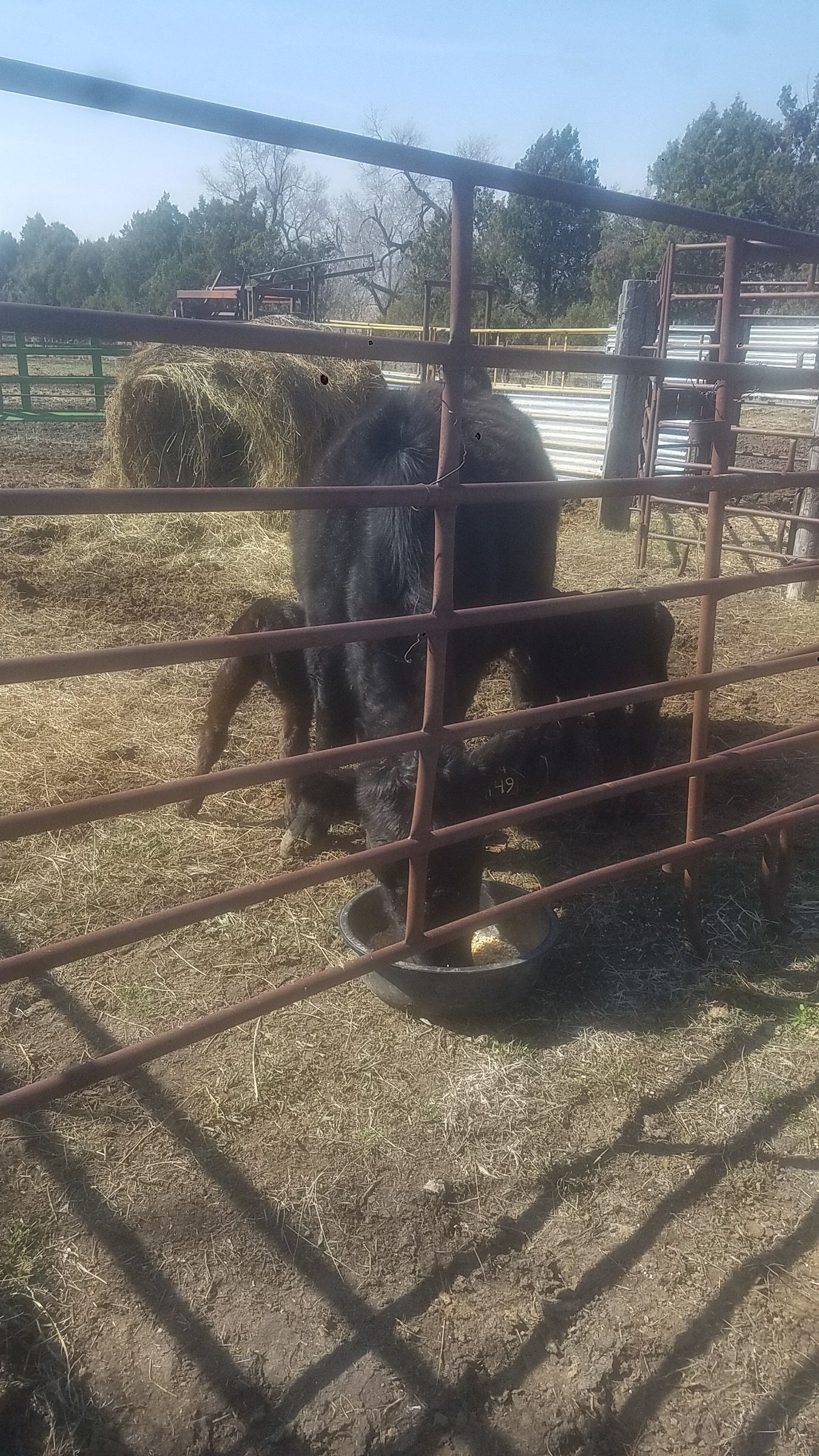 Pulling a Calf : 5 Steps - Instructables