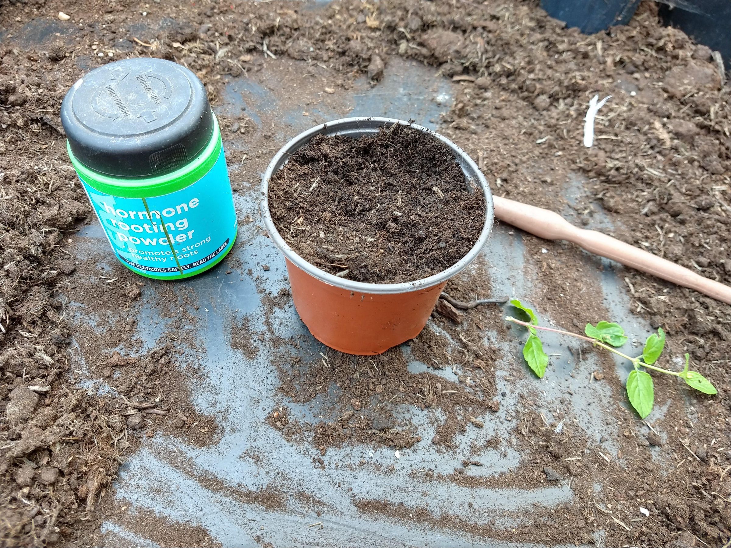 Taking Cuttings - Plants for (almost) Free : 4 Steps - Instructables